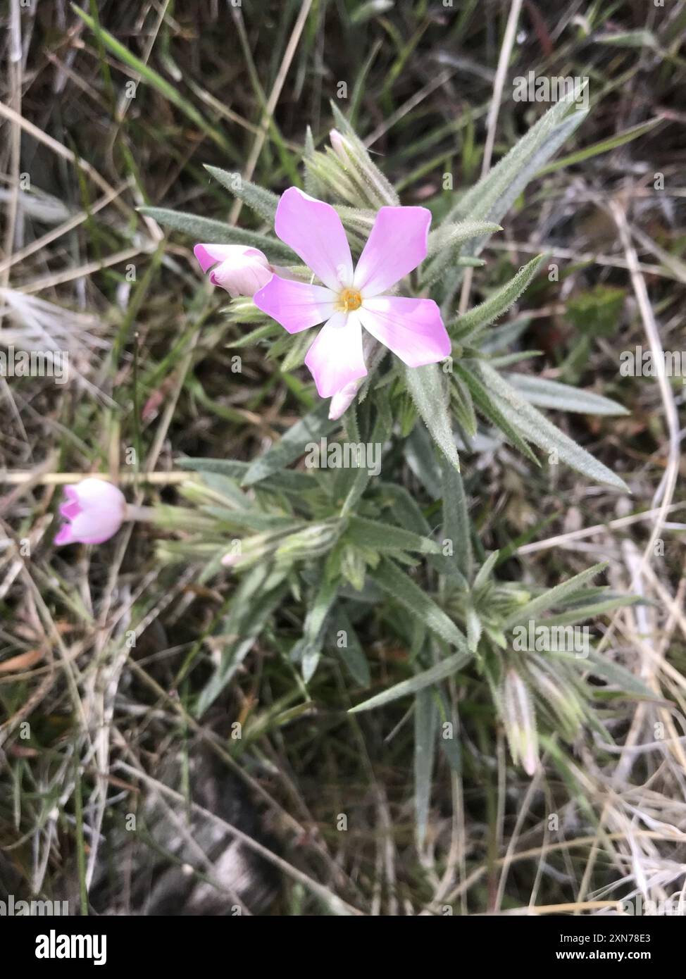 Longleaf Phlox (Phlox longifolia) Plantae Stock Photo - Alamy