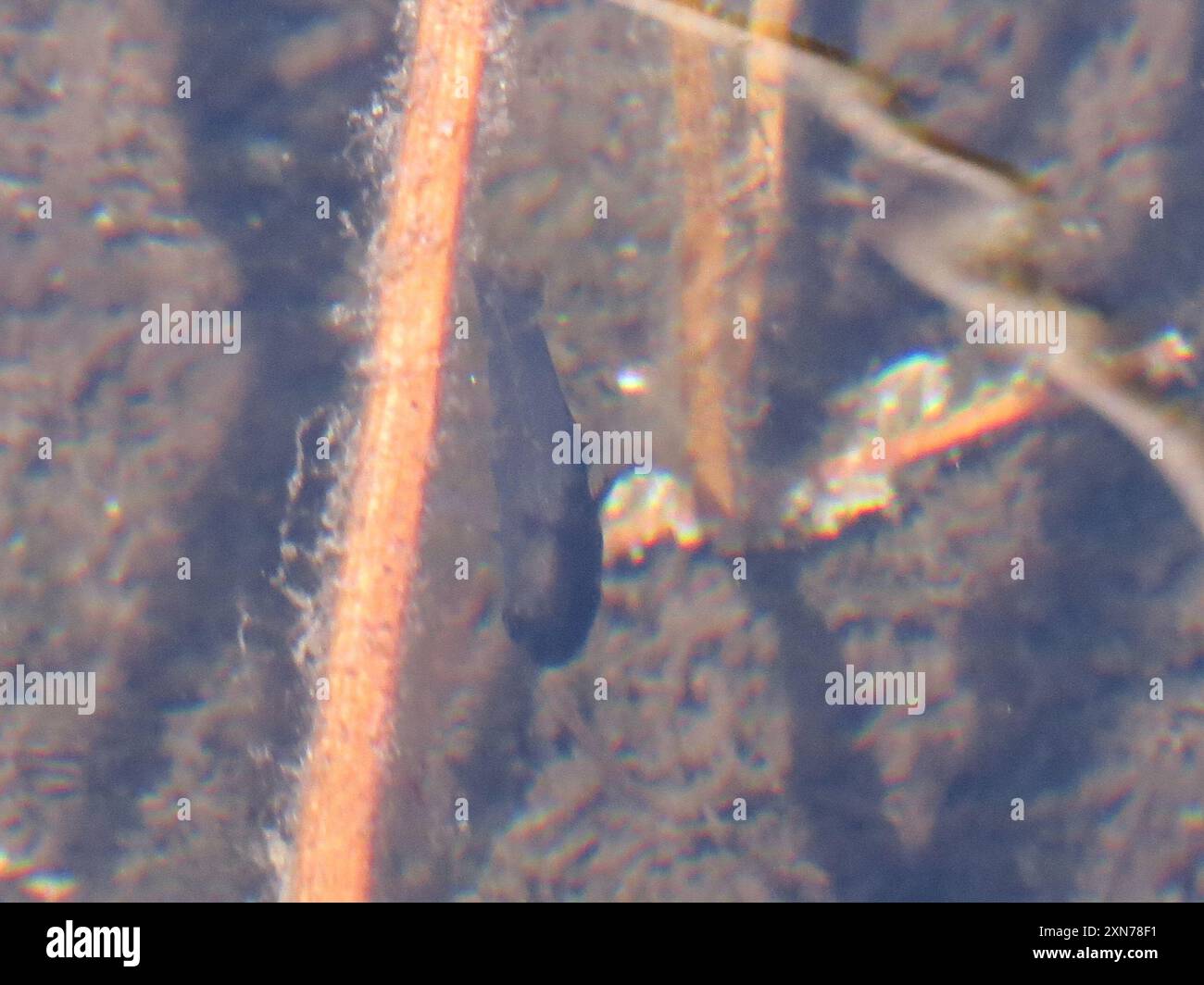 Sticklebacks (Gasterosteidae) Actinopterygii Stock Photo - Alamy
