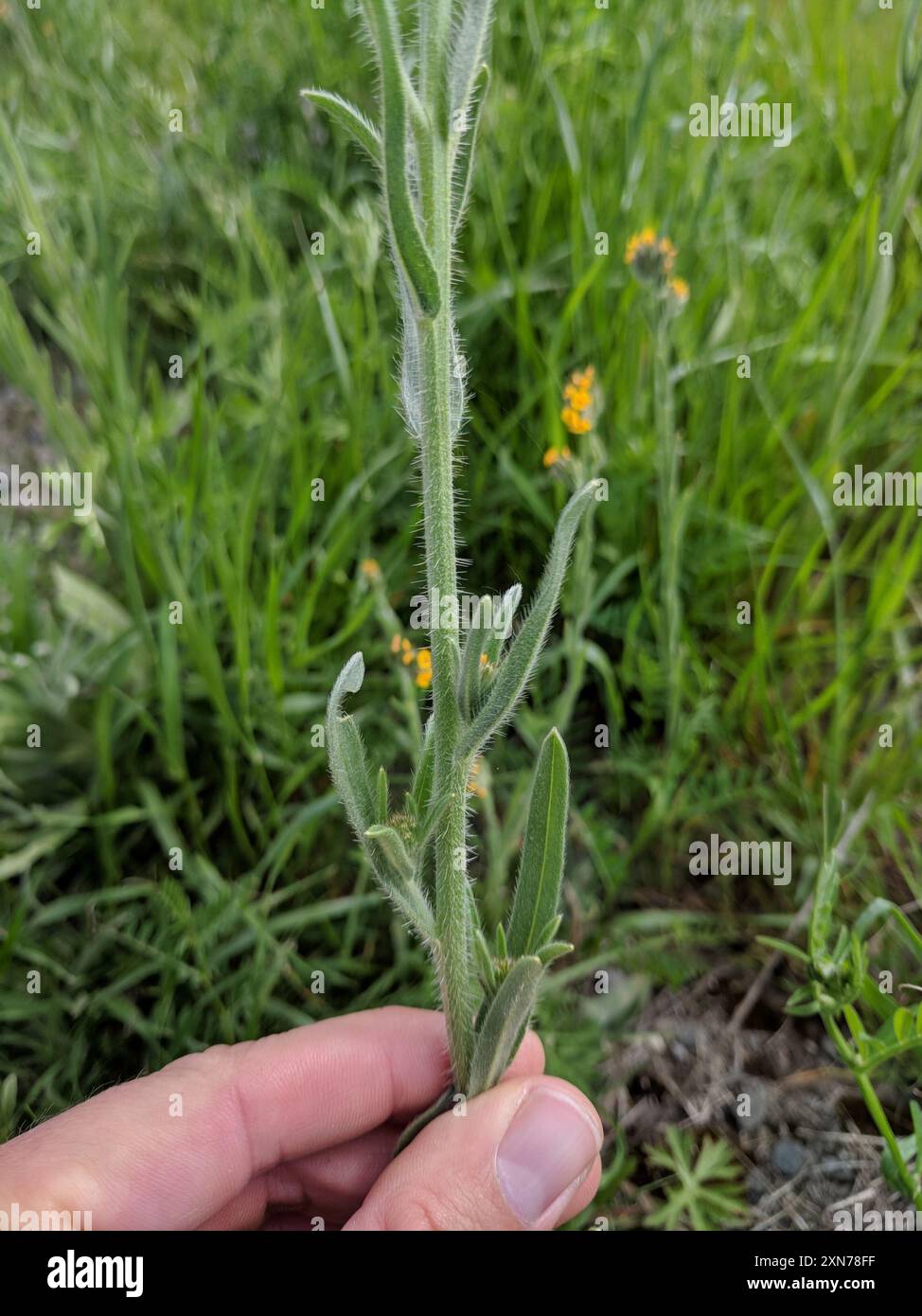 Common Fiddleneck (Amsinckia menziesii) Plantae Stock Photo - Alamy