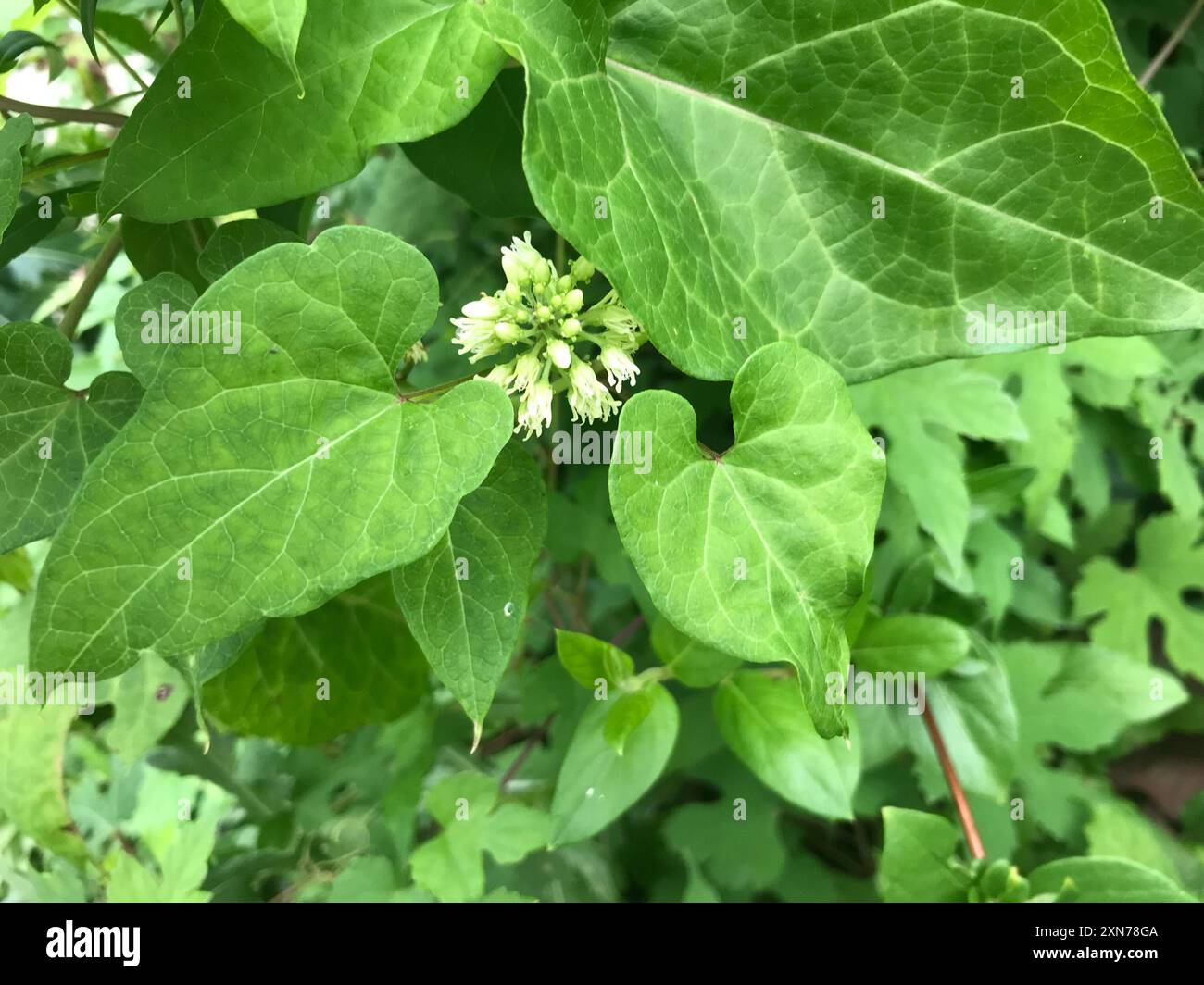 honey-vine climbing milkweed (Cynanchum laeve) Plantae Stock Photo - Alamy