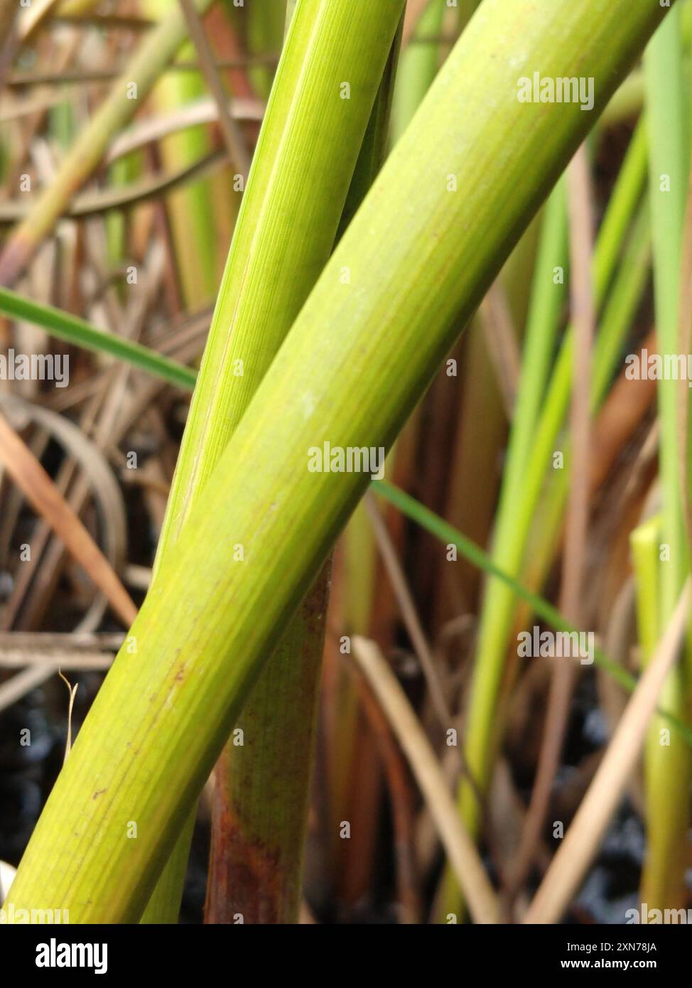 Swamp Sawgrass (Cladium mariscus) Plantae Stock Photo - Alamy