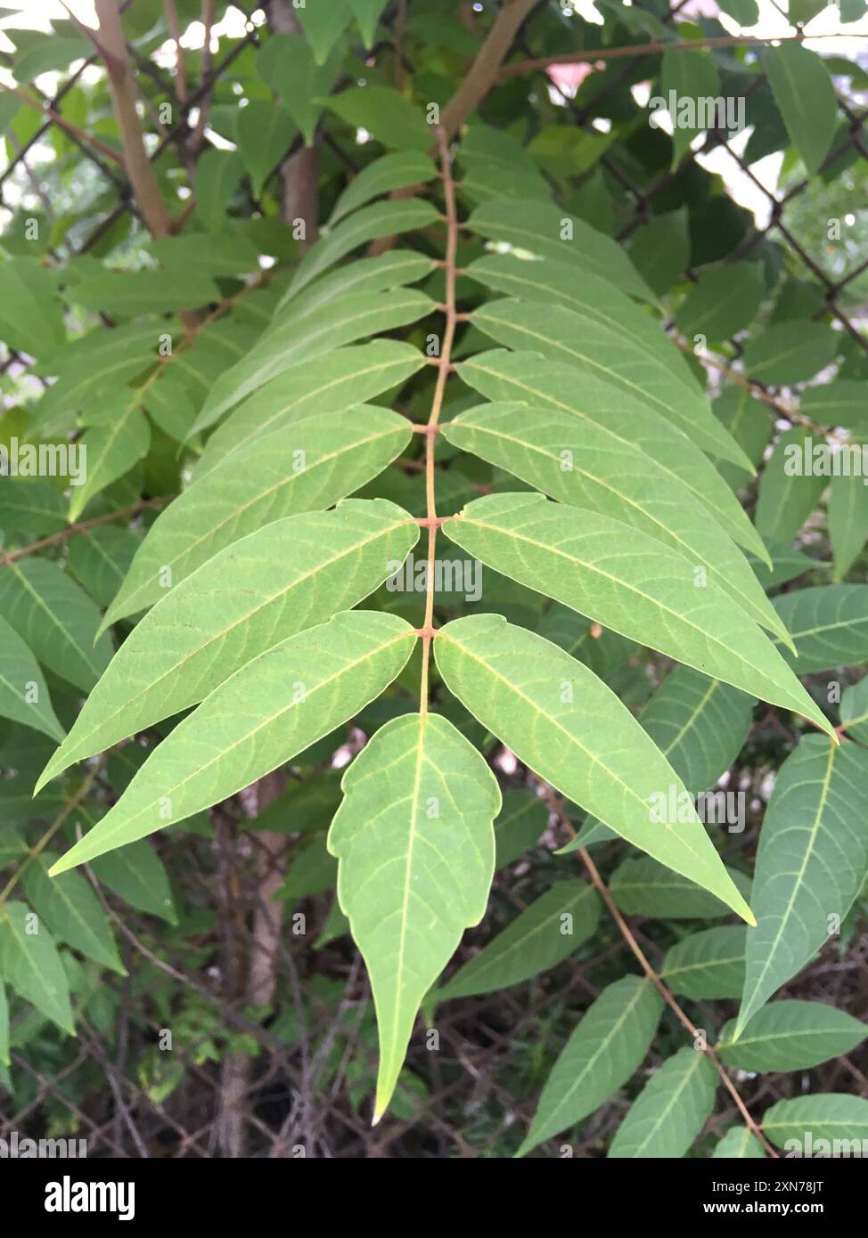tree-of-heaven (Ailanthus altissima) Plantae Stock Photo - Alamy
