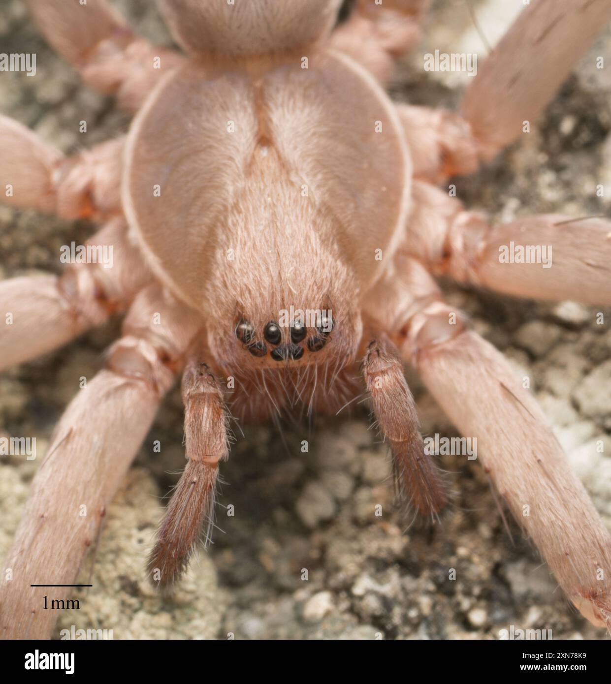 False Wolf Spiders (Zoropsidae) Arachnida Stock Photo - Alamy