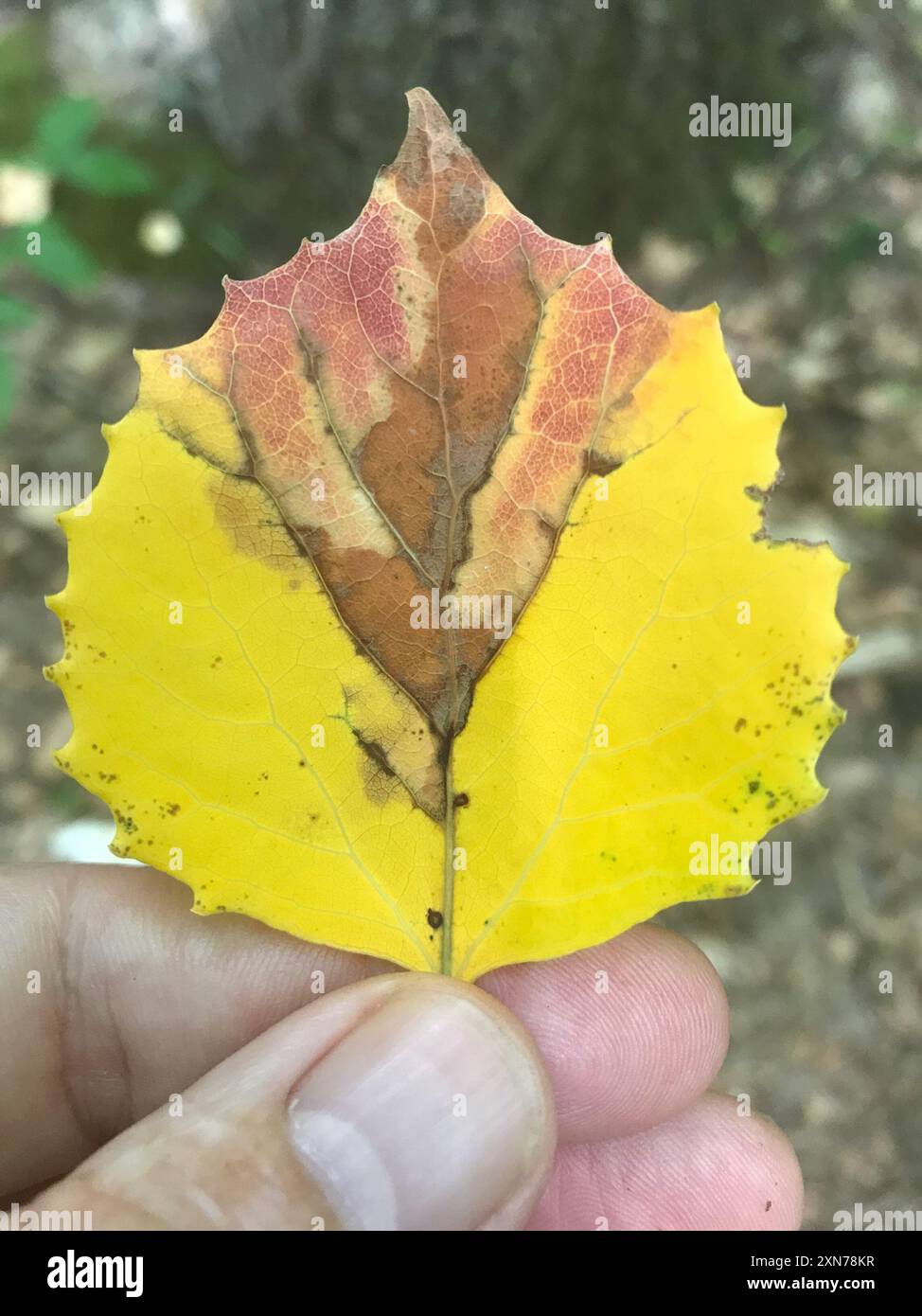 bigtooth aspen (Populus grandidentata) Plantae Stock Photo - Alamy