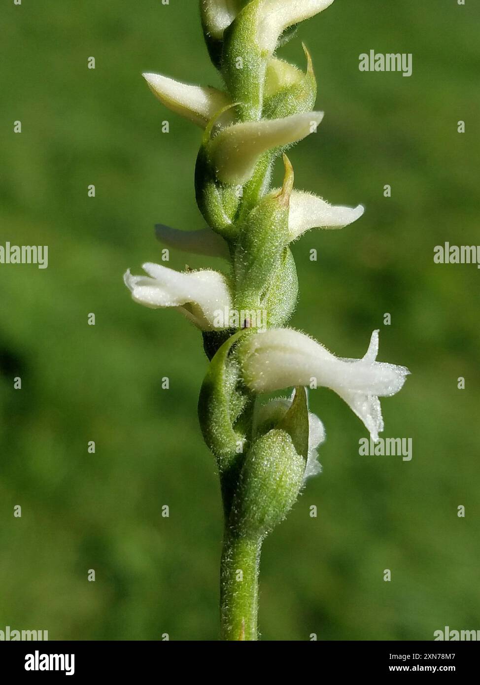 nodding ladies' tresses complex (Spiranthes cernua) Plantae Stock Photo ...