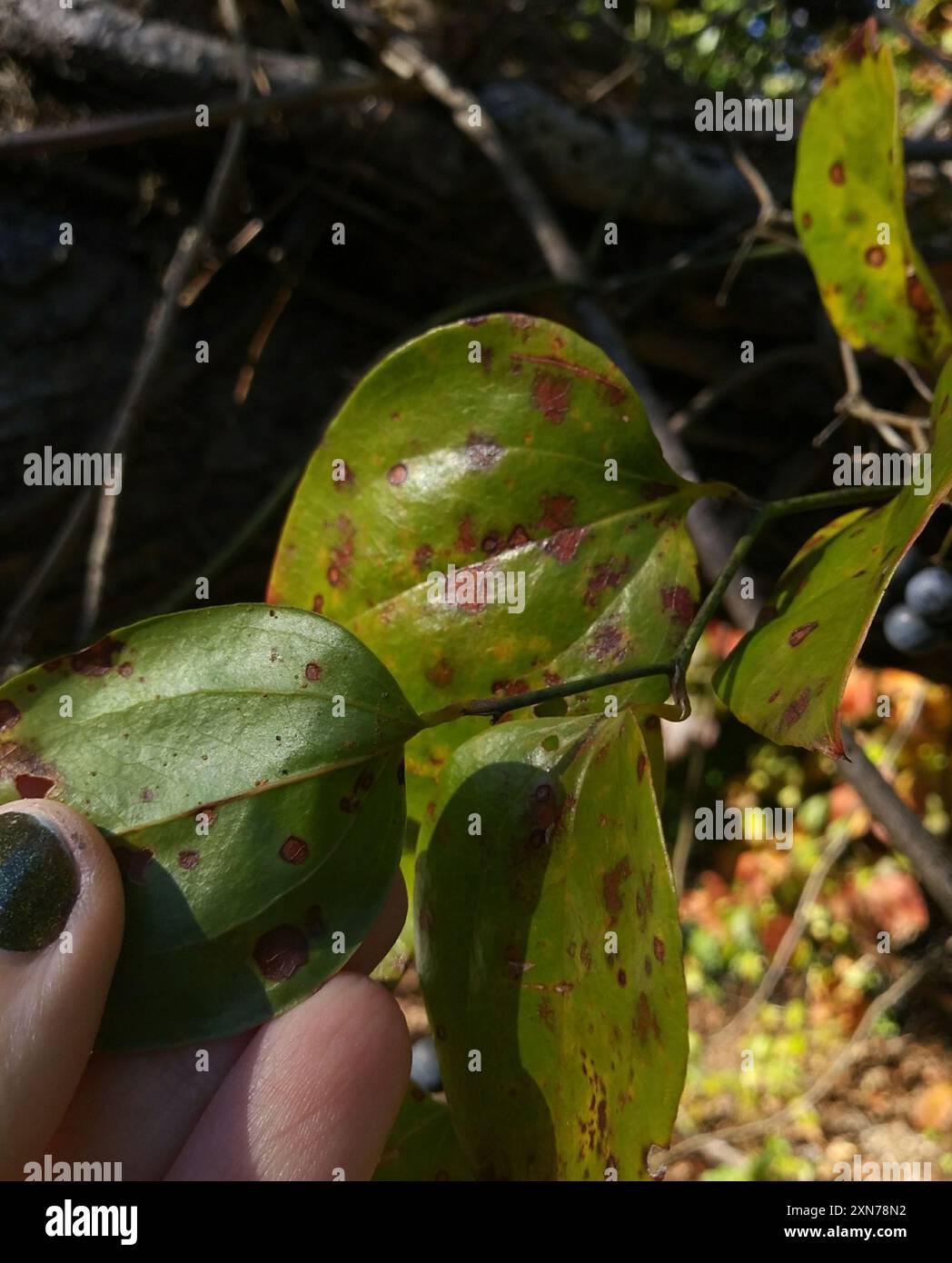 roundleaf greenbrier (Smilax rotundifolia) Plantae Stock Photo - Alamy