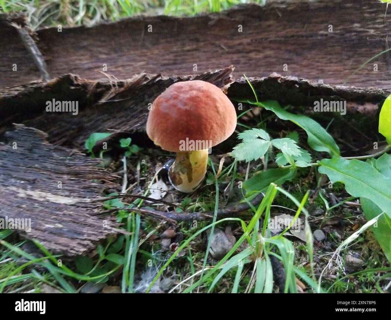 false yellow bolete (Neoboletus xanthopus) Fungi Stock Photo - Alamy