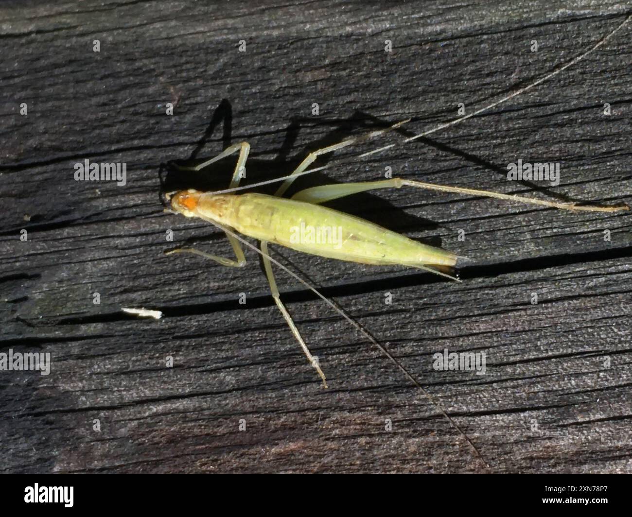 Narrow-winged Tree Cricket (Oecanthus niveus) Insecta Stock Photo - Alamy
