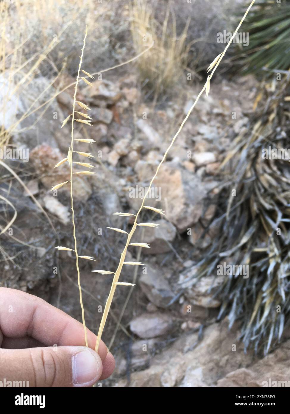 Sideoats Grama (Bouteloua curtipendula) Plantae Stock Photo - Alamy
