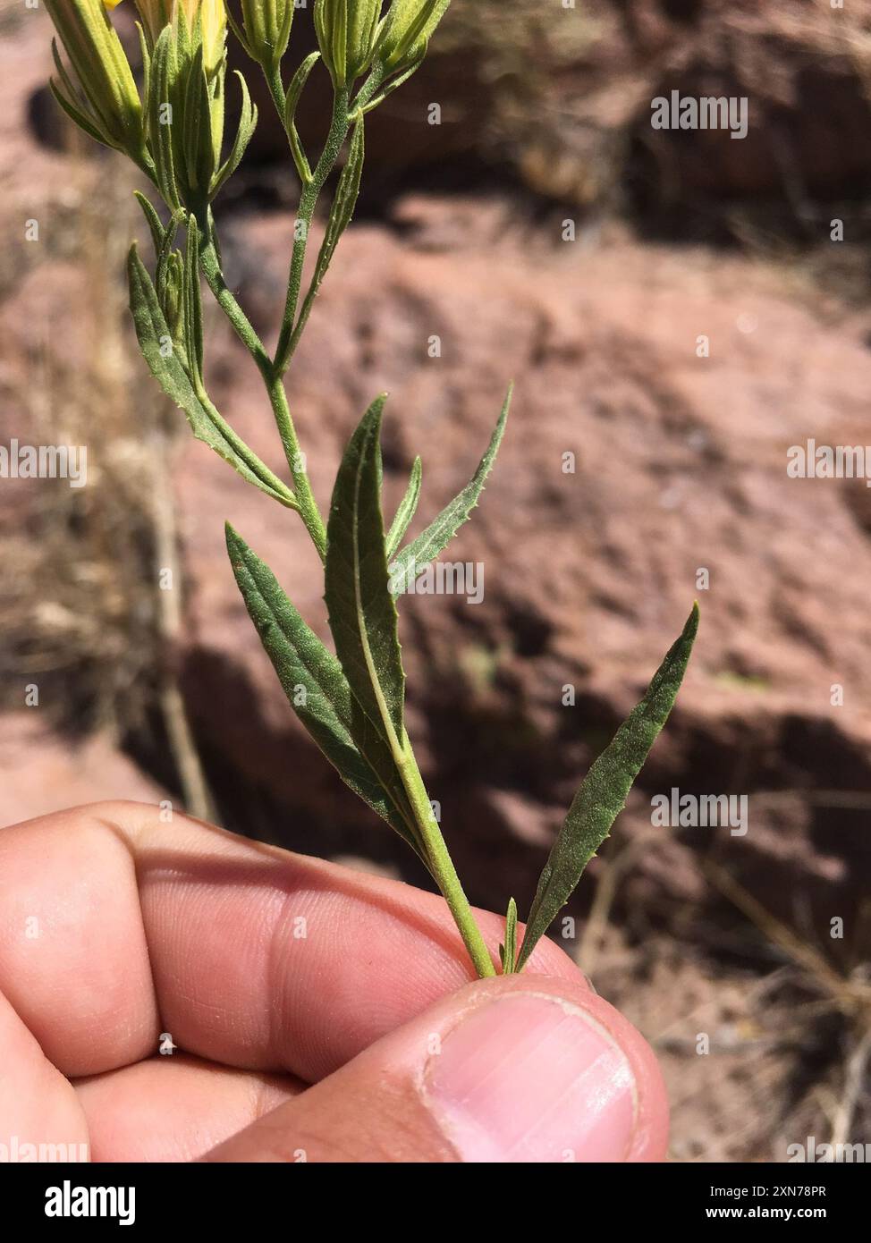American threefold (Trixis californica) Plantae Stock Photo - Alamy
