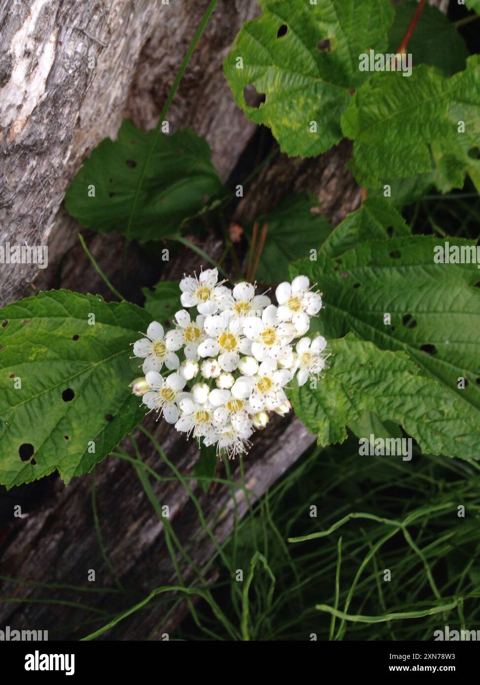 common ninebark (Physocarpus opulifolius) Plantae Stock Photo - Alamy