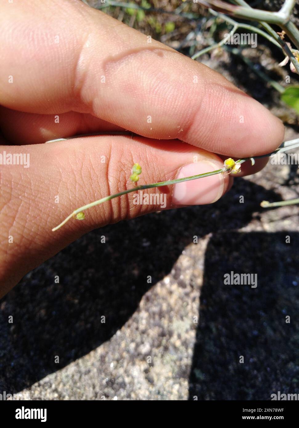 Indurate Sorrel (Rumex induratus) Plantae Stock Photo - Alamy