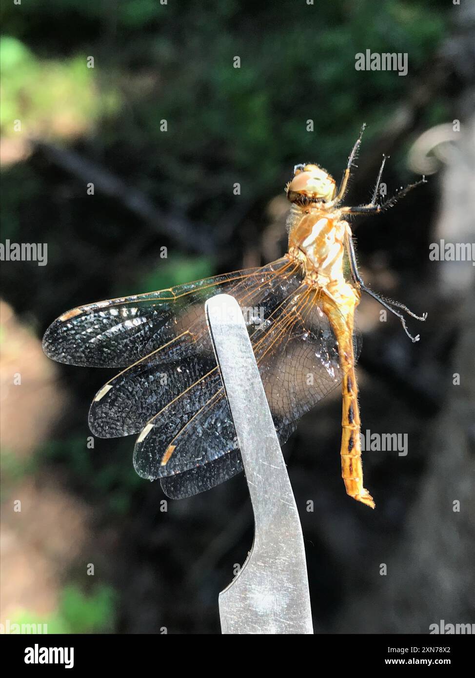 Striped Meadowhawk (Sympetrum pallipes) Insecta Stock Photo - Alamy