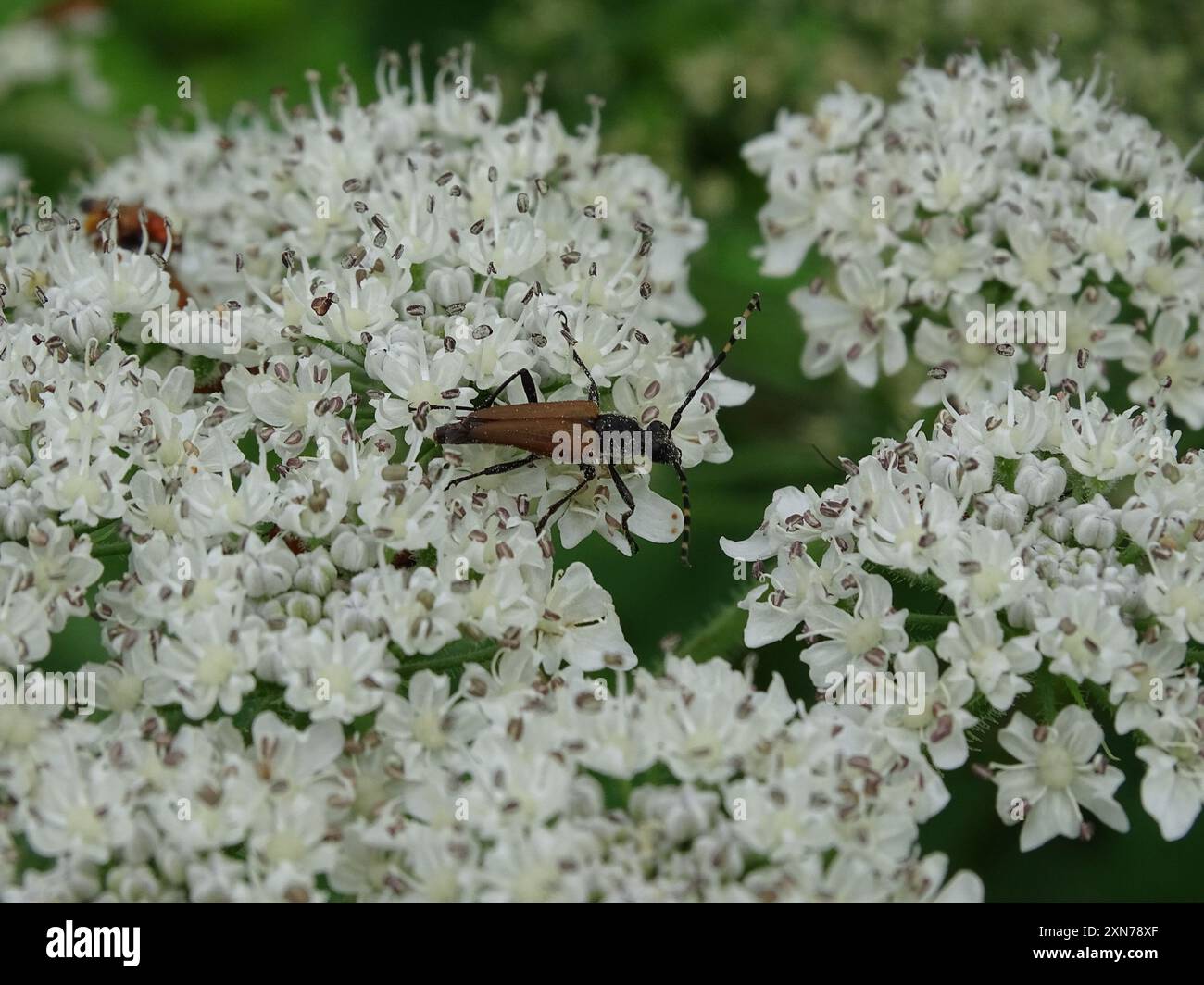 Red-winged Longhorn Beetle (Brachyleptura rubrica) Insecta Stock Photo ...
