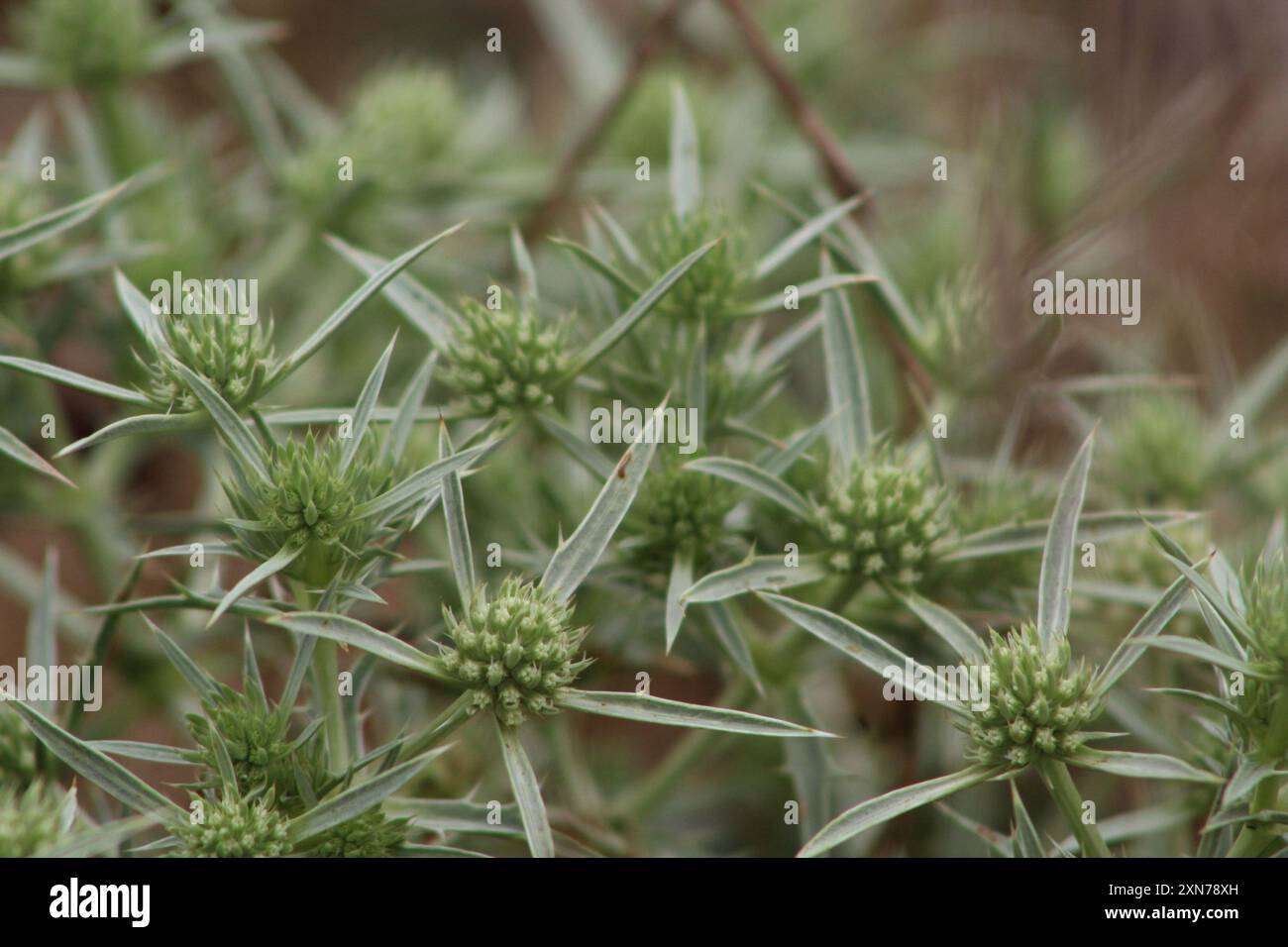 Field Eryngo (Eryngium campestre) Plantae Stock Photo - Alamy