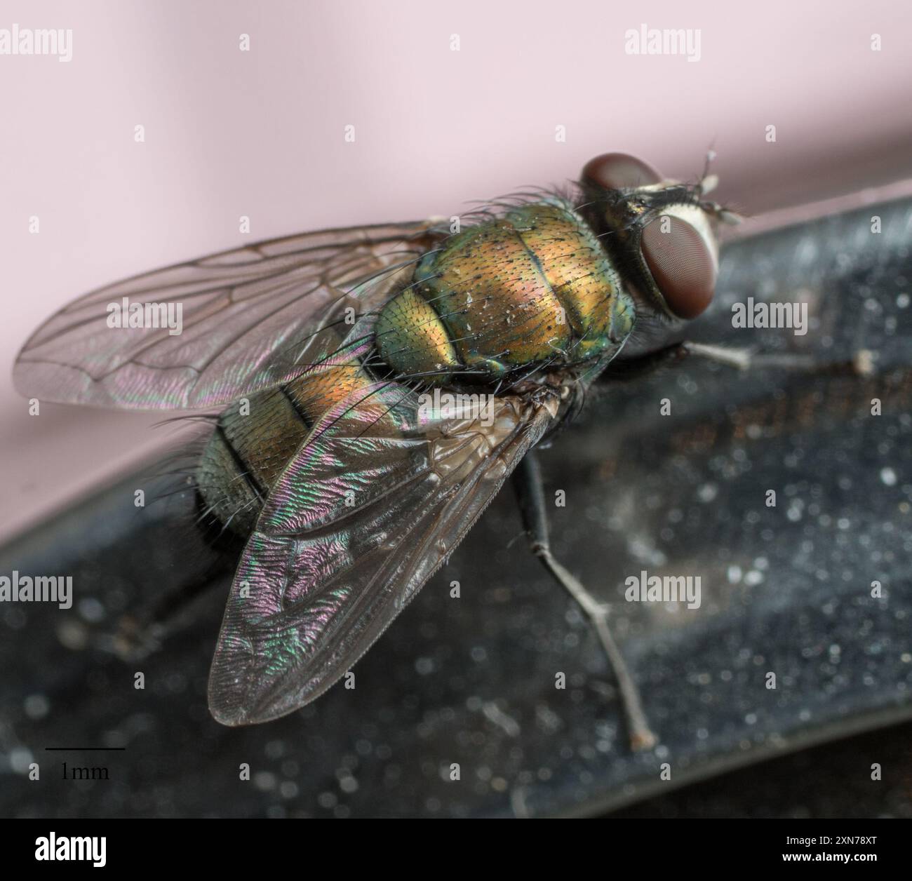 Lucilia cuprina hi-res stock photography and images - Alamy