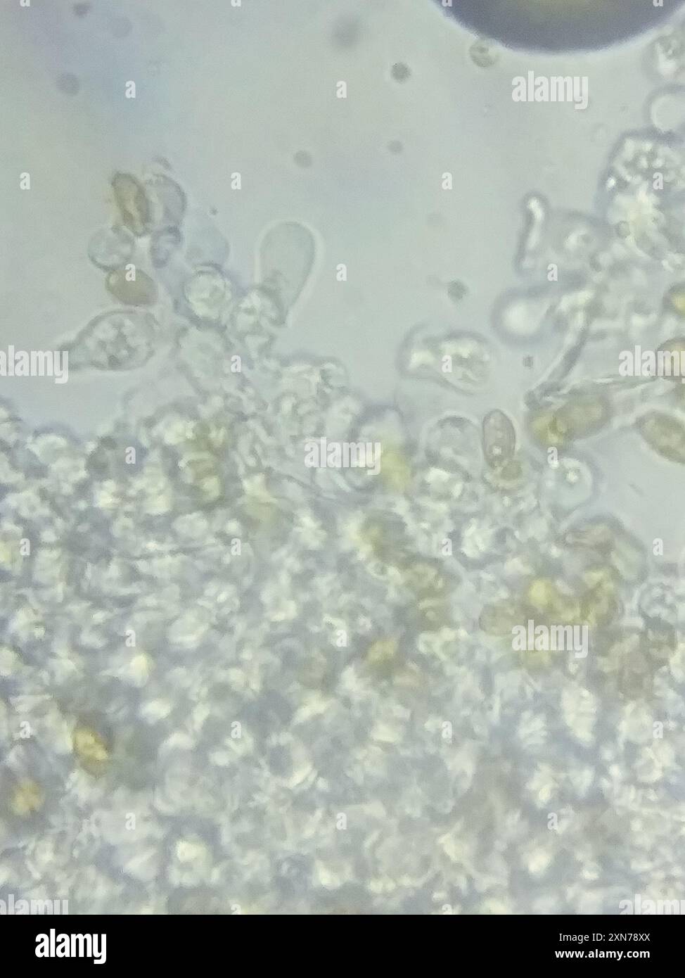 Bolbitius coprophilus hi-res stock photography and images - Alamy