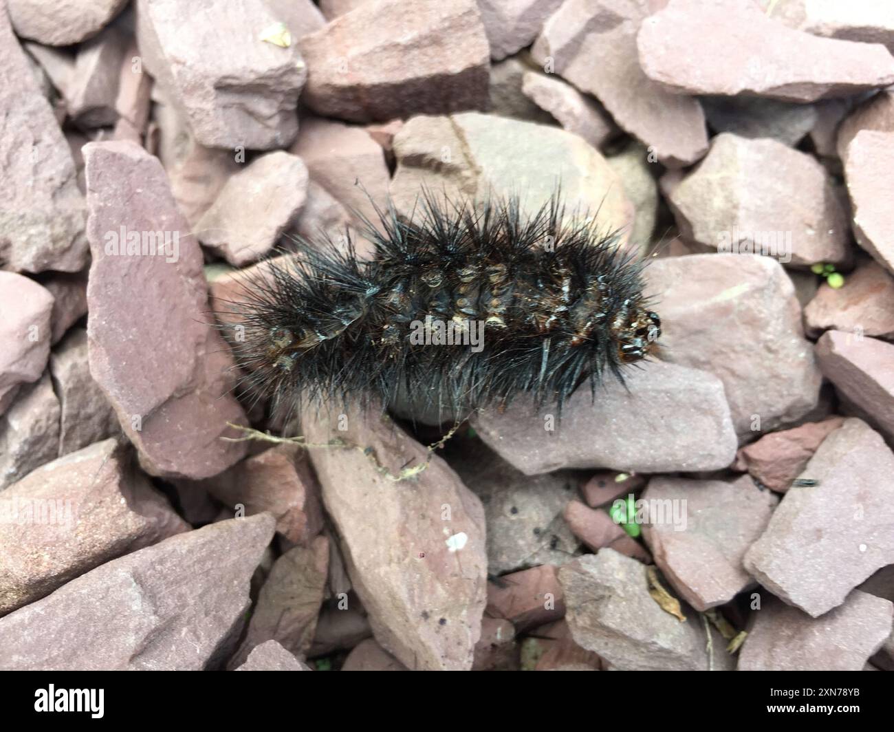 Giant Leopard Moth (Hypercompe scribonia) Insecta Stock Photo - Alamy