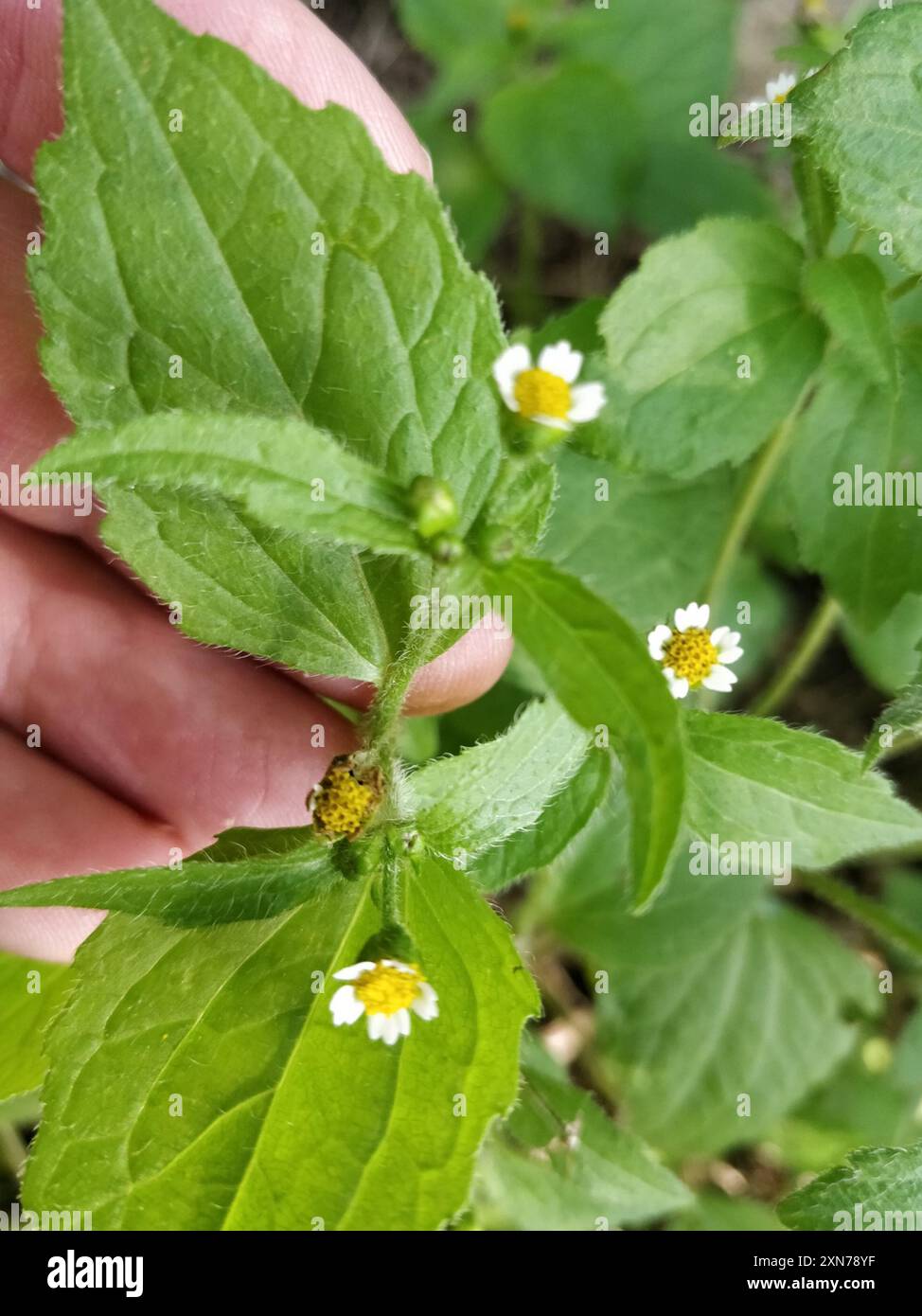 shaggy soldier (Galinsoga quadriradiata) Plantae Stock Photo - Alamy