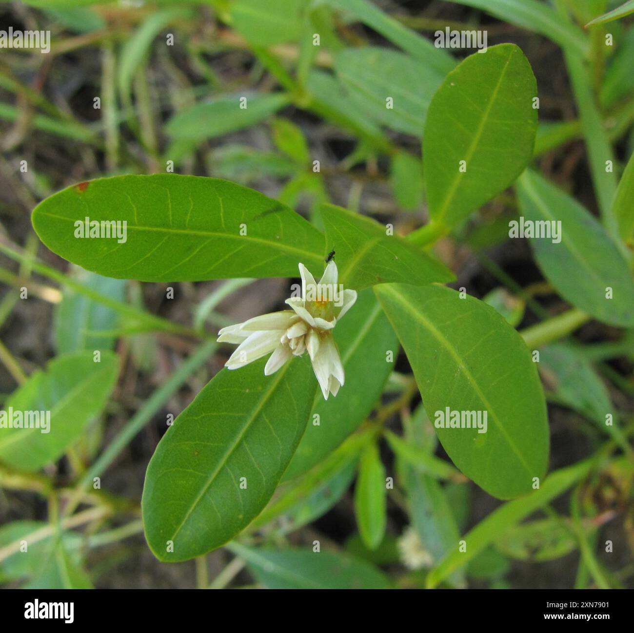 Alligatorweed (Alternanthera philoxeroides) Plantae Stock Photo - Alamy