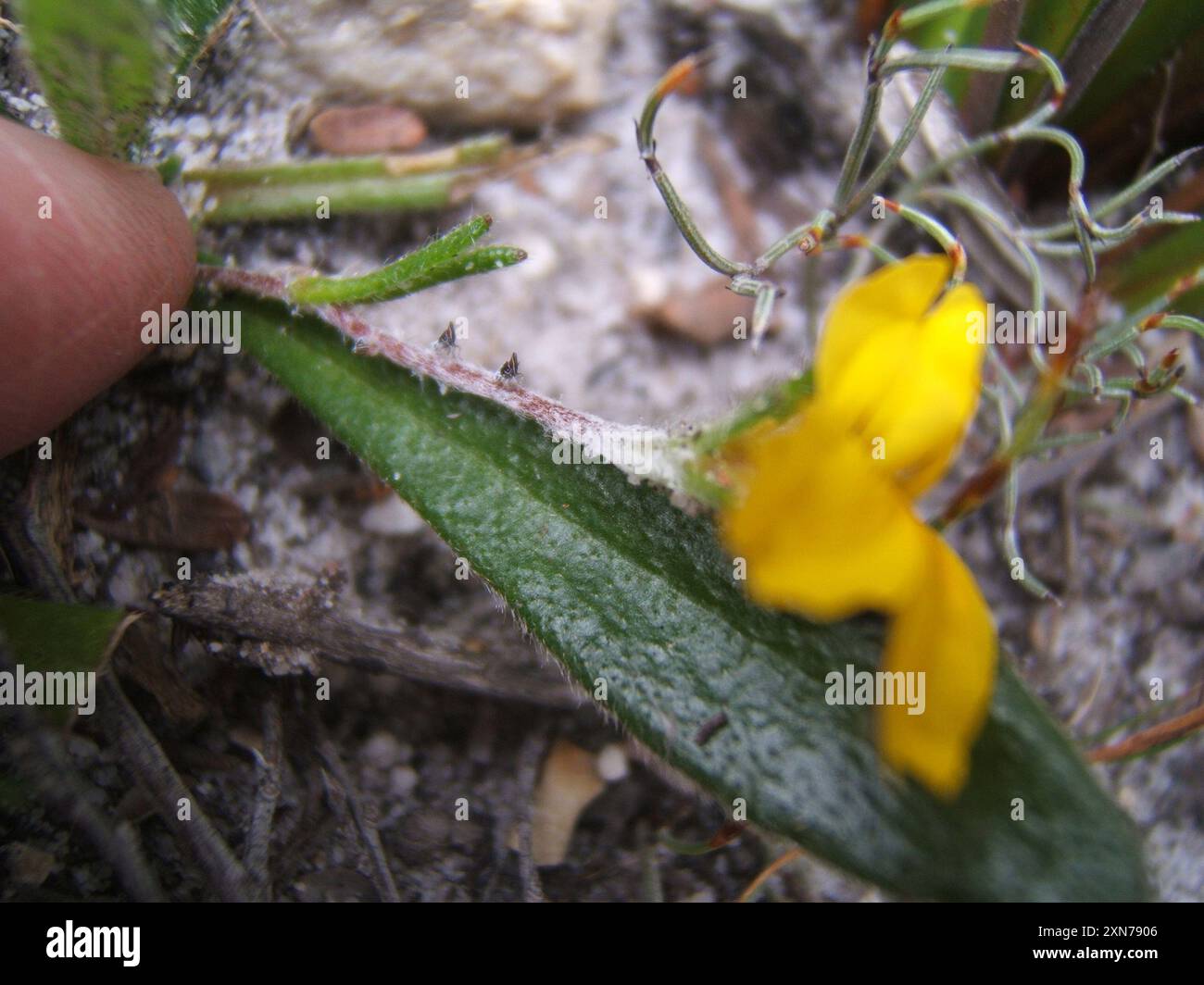 Typical Treehoppers (Membracidae) Insecta Stock Photo - Alamy