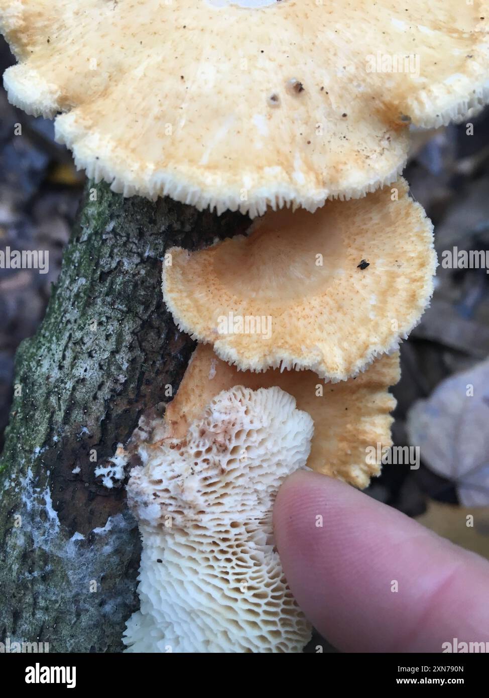 hexagonal-pored polypore (Neofavolus alveolaris) Fungi Stock Photo - Alamy