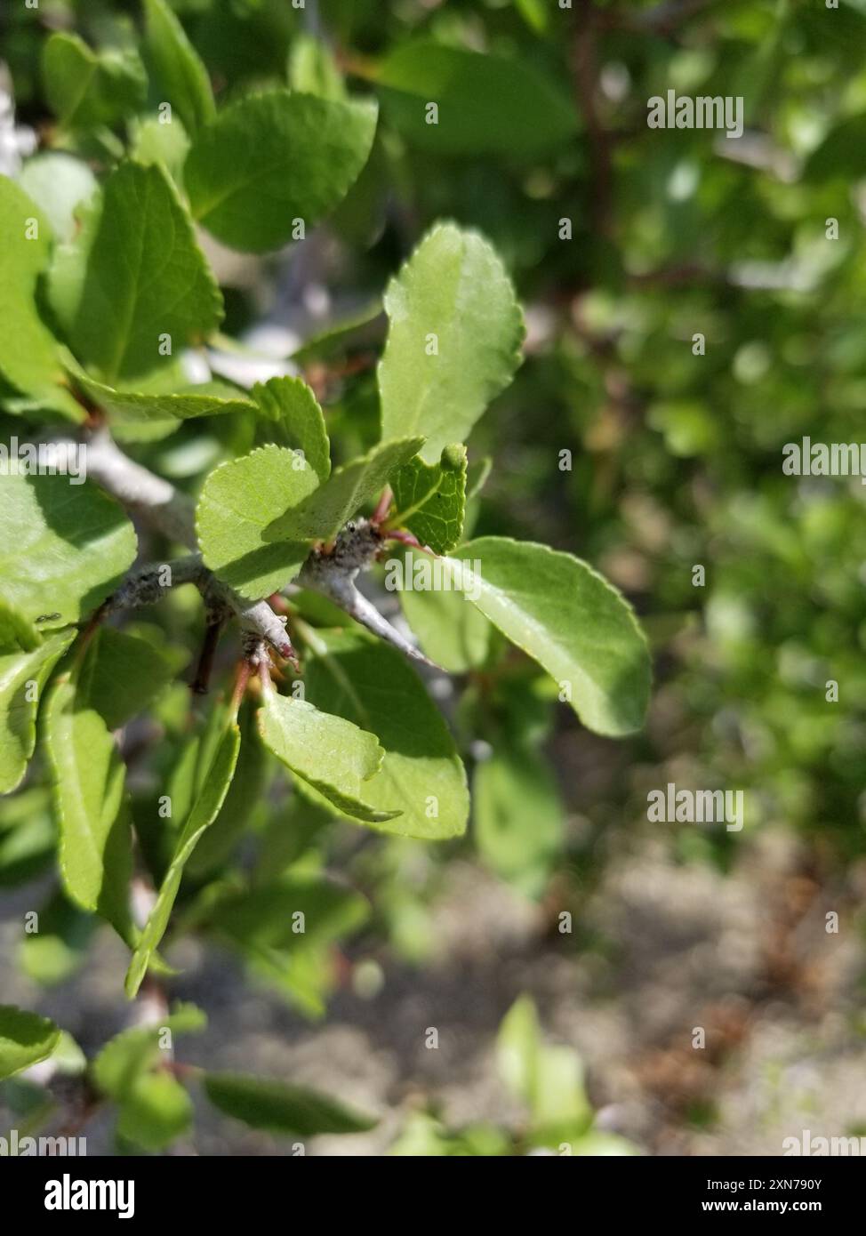 Desert Apricot (Prunus fremontii) Plantae Stock Photo - Alamy