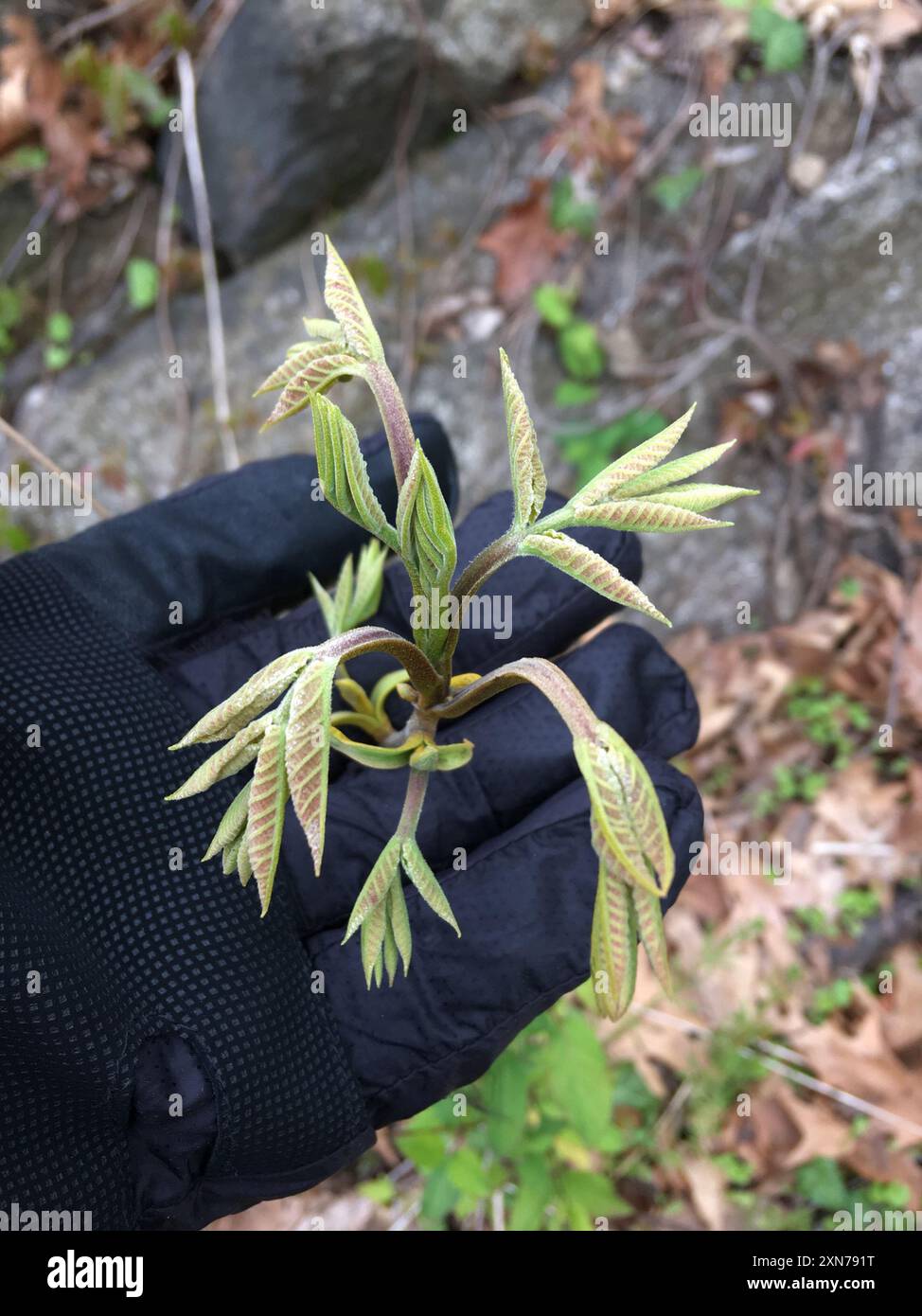 bitternut hickory (Carya cordiformis) Plantae Stock Photo - Alamy