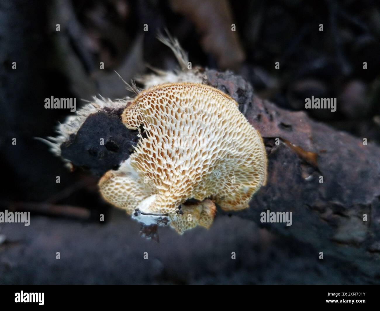 hexagonal-pored polypore (Neofavolus alveolaris) Fungi Stock Photo - Alamy