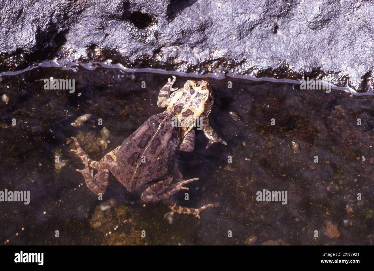 Guttural Toad (Sclerophrys gutturalis) Amphibia Stock Photo - Alamy
