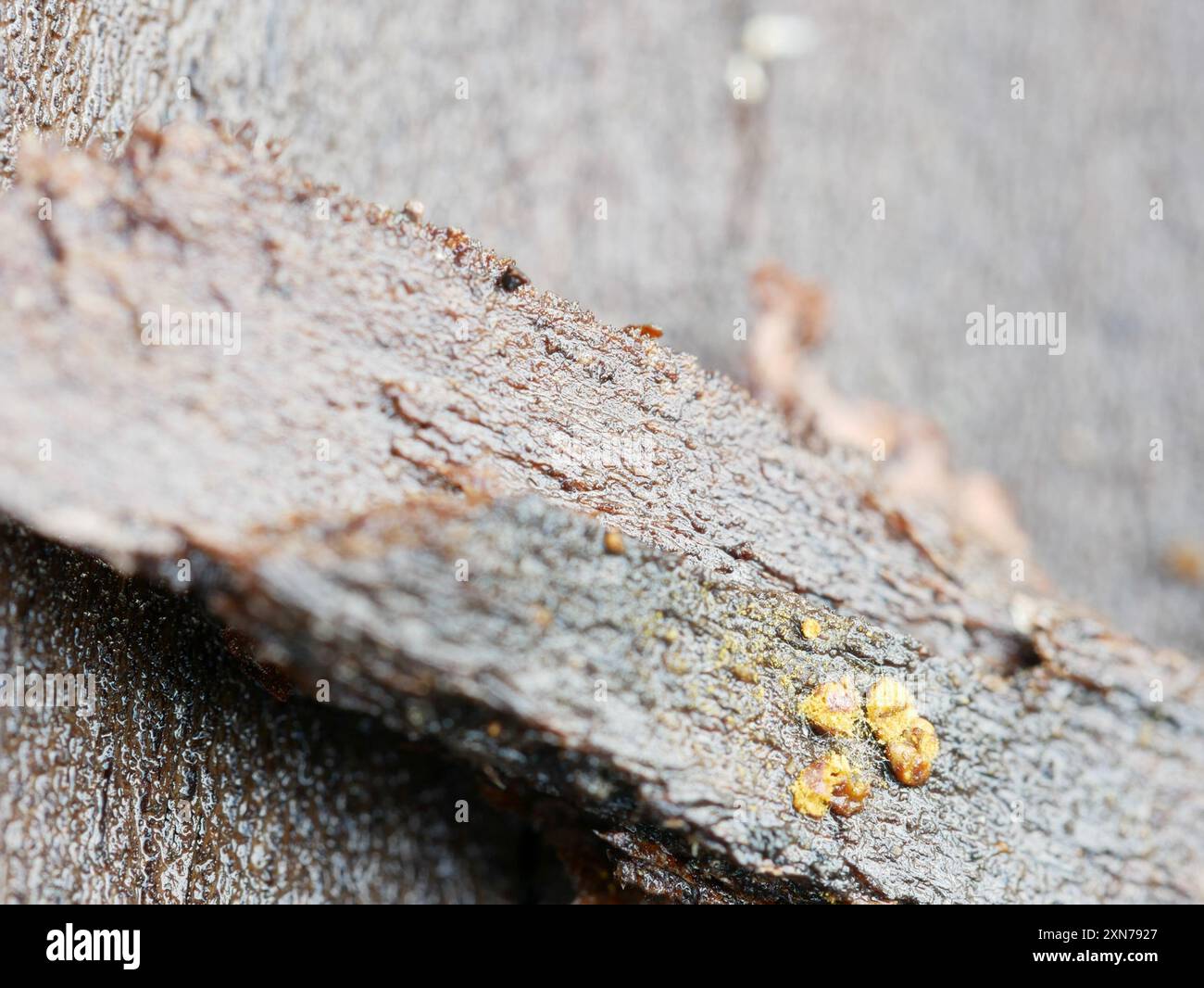 Trichia contorta hi-res stock photography and images - Alamy