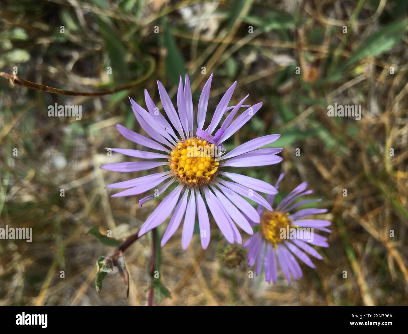 Pacific Aster (Symphyotrichum chilense) Plantae Stock Photo - Alamy