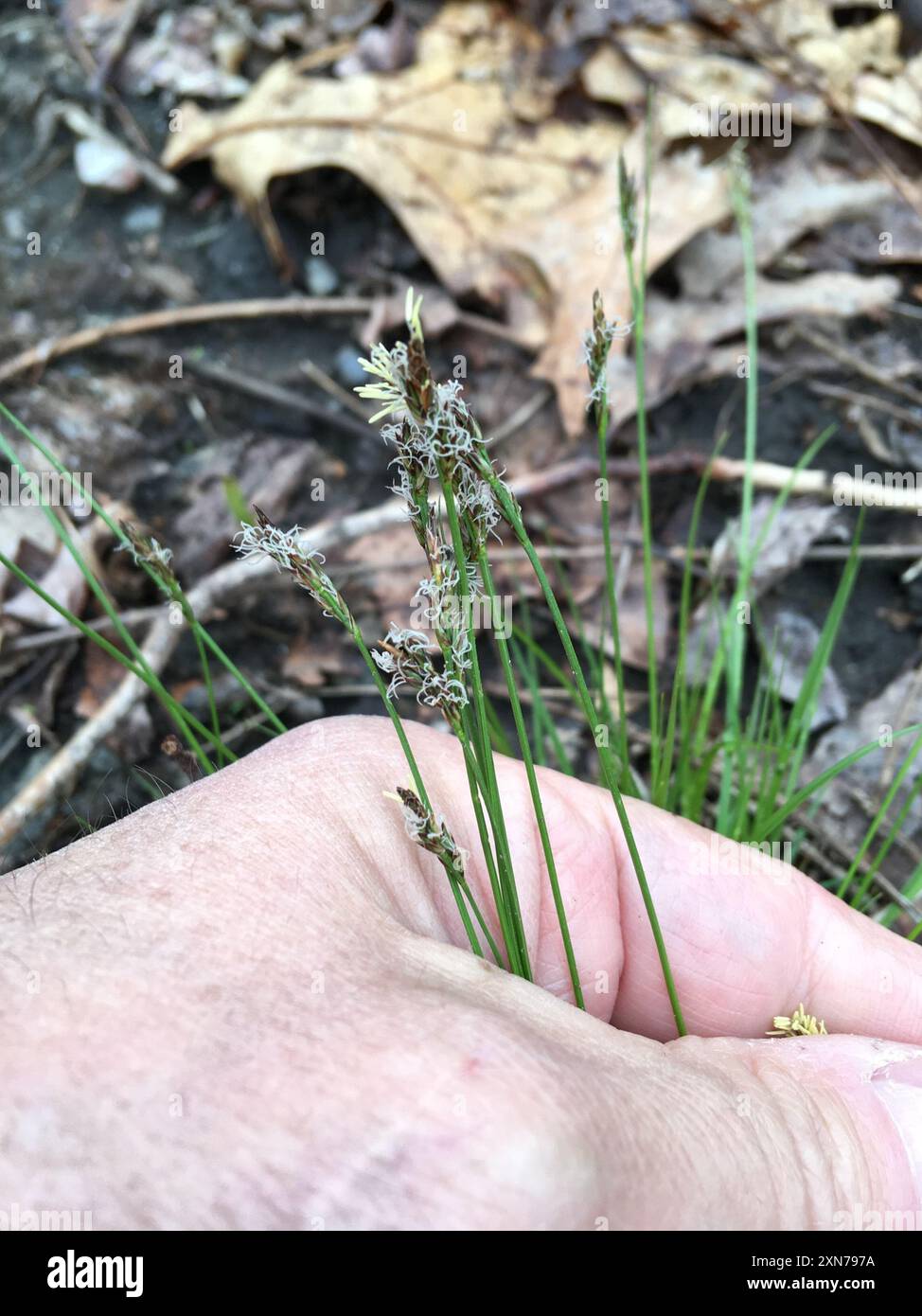 Pennsylvania sedge (Carex pensylvanica) Plantae Stock Photo - Alamy