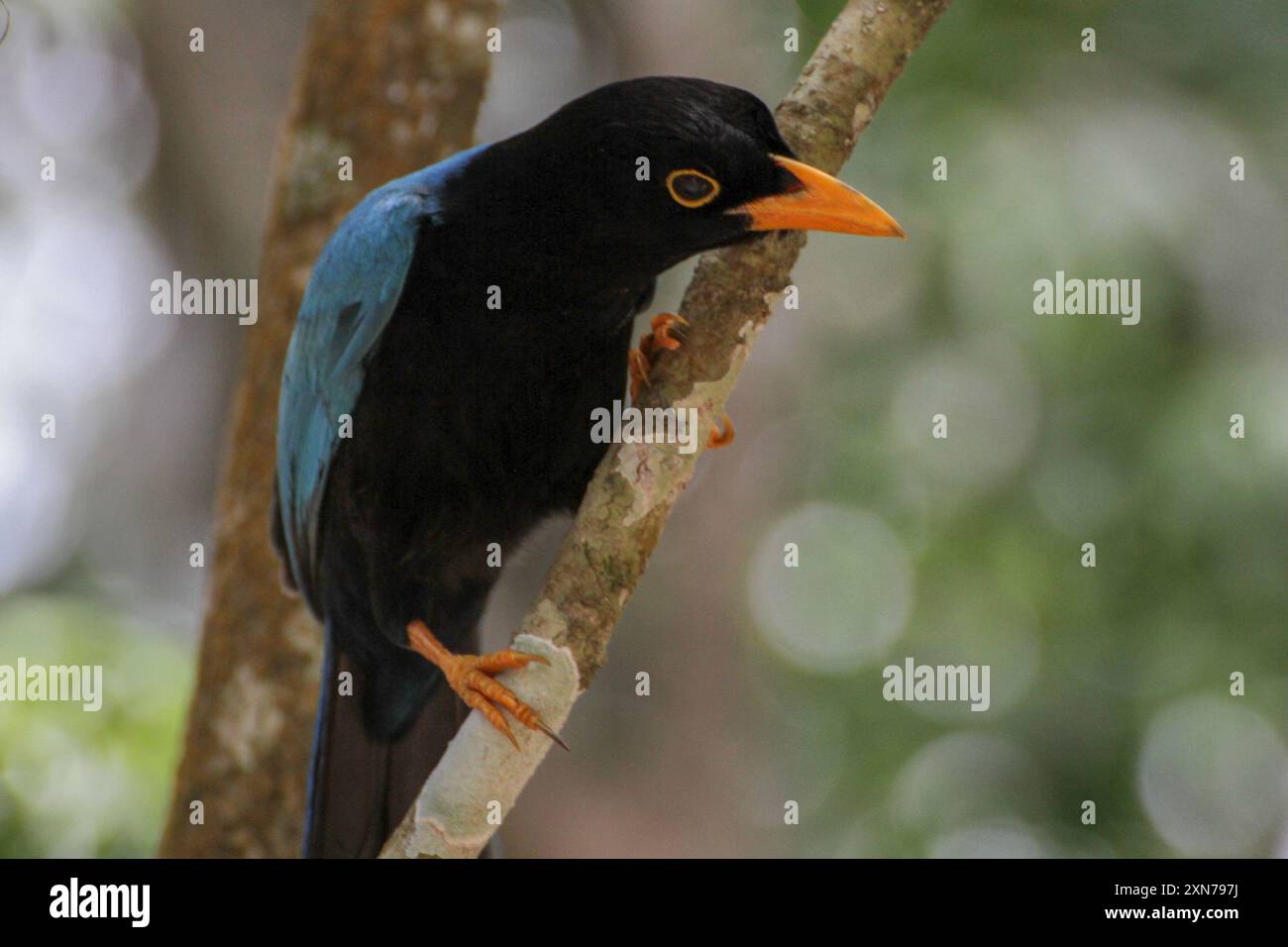 Cyanocorax yucatanicus hi-res stock photography and images - Alamy