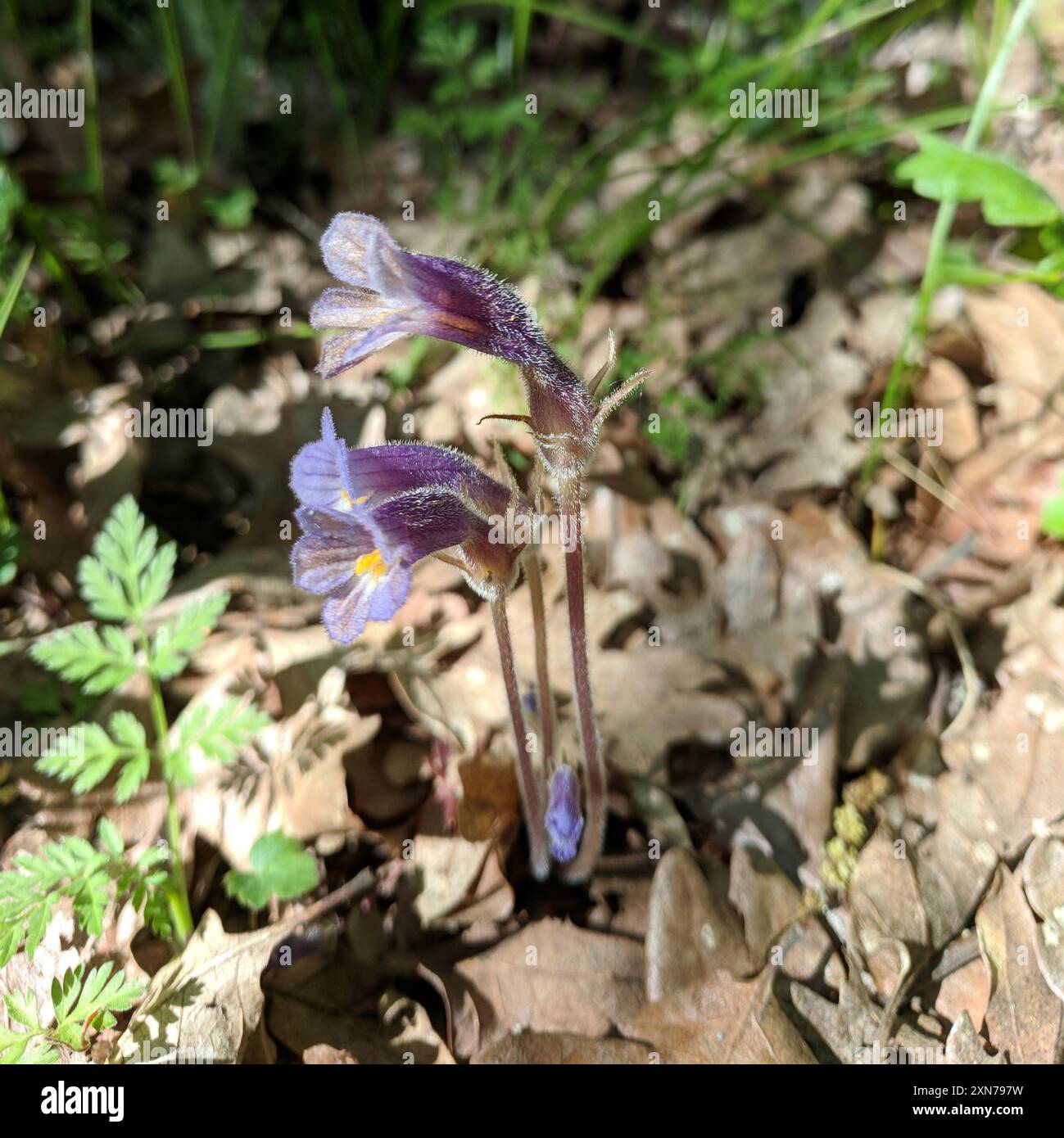 oneflower broomrape (Aphyllon purpureum) Plantae Stock Photo - Alamy