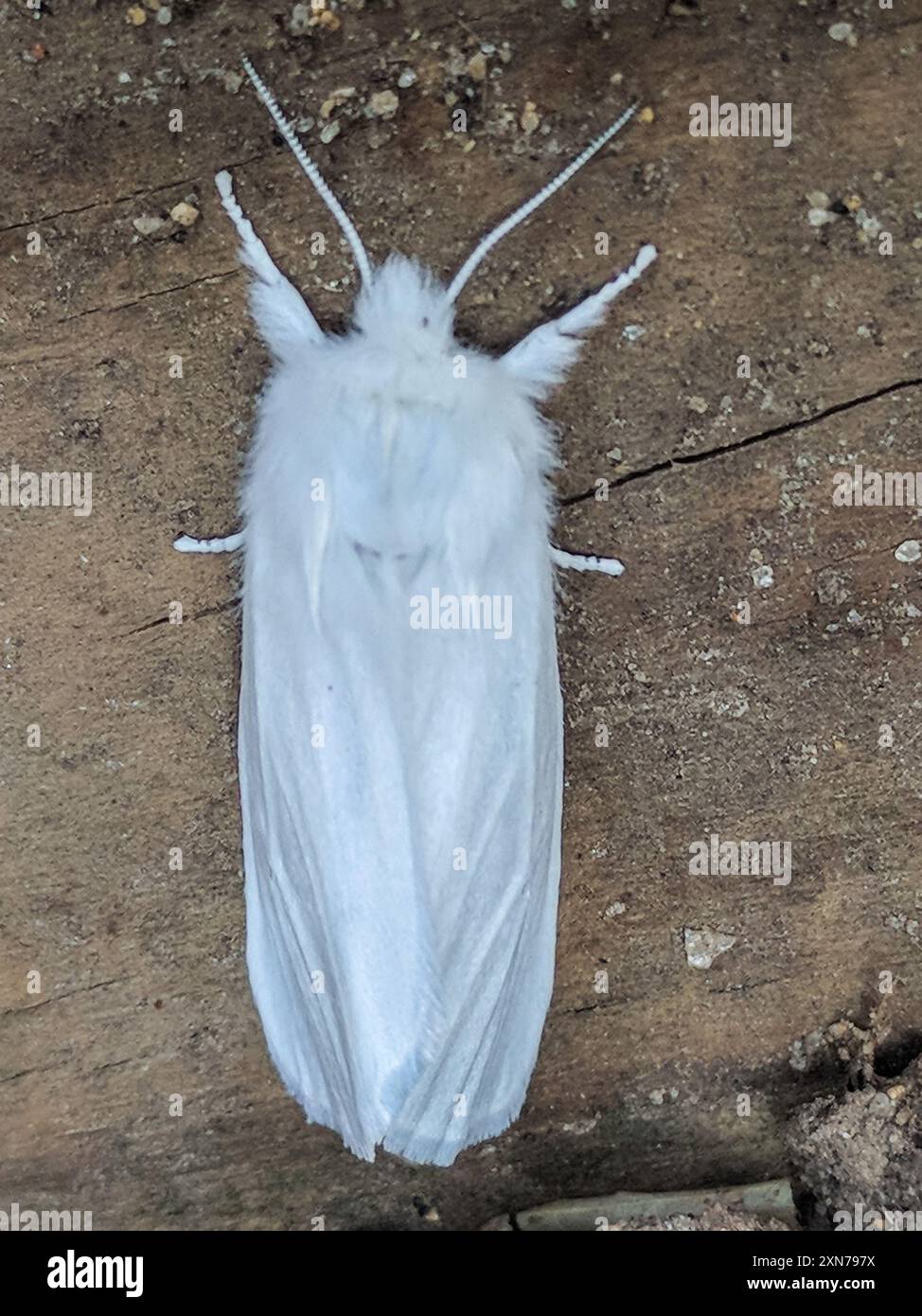 Spilosoma insecta hi-res stock photography and images - Alamy