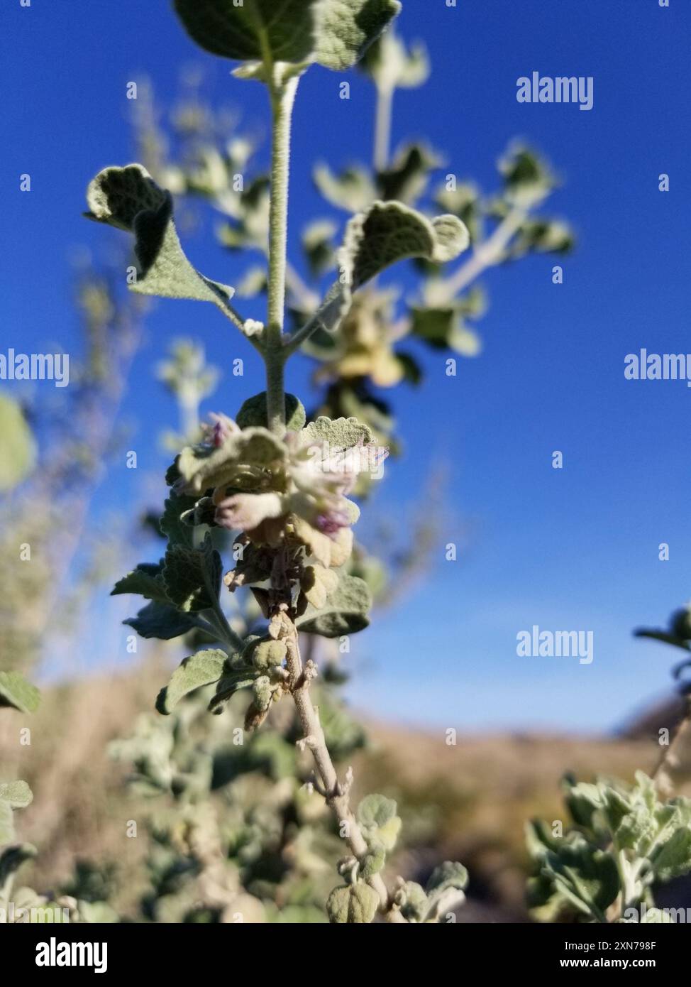desert lavender (Condea emoryi) Plantae Stock Photo - Alamy