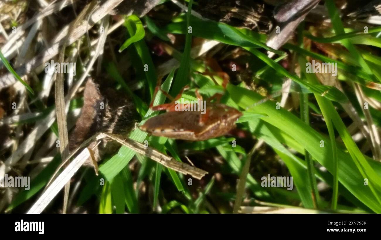 Predatory Stink Bugs (Asopinae) Insecta Stock Photo - Alamy