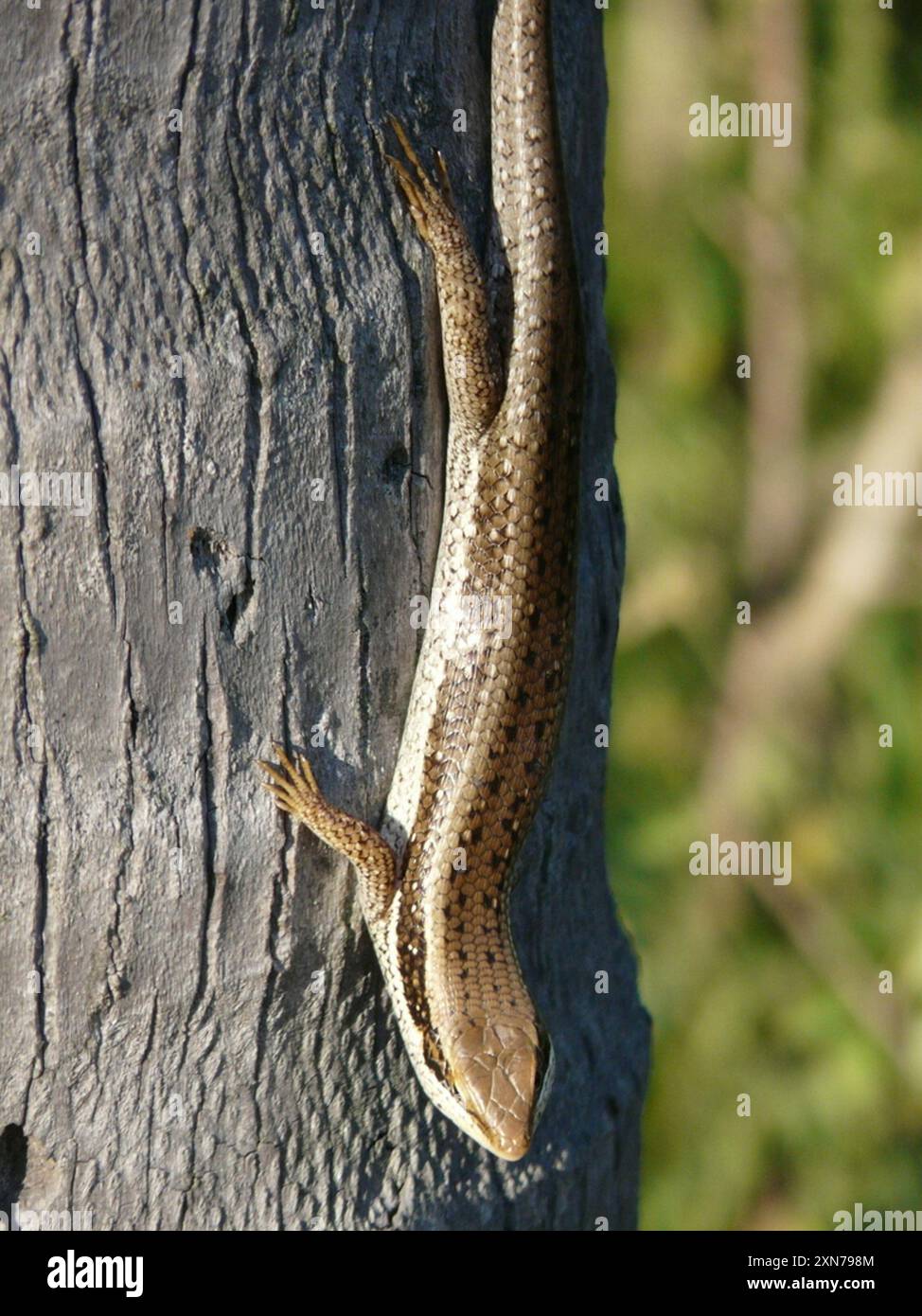 Tree skink (Trachylepis planifrons) Reptilia Stock Photo - Alamy