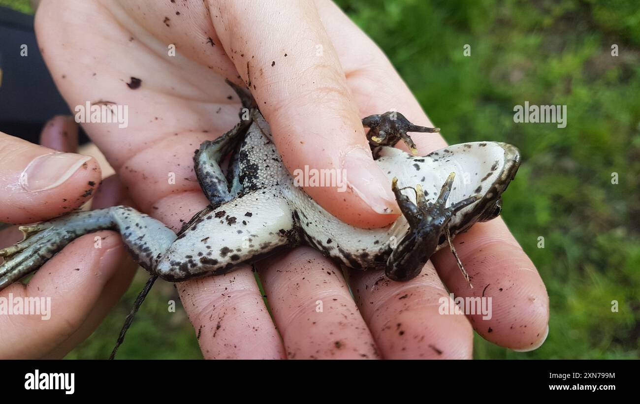 Water Frogs (Pelophylax) Amphibia Stock Photo - Alamy
