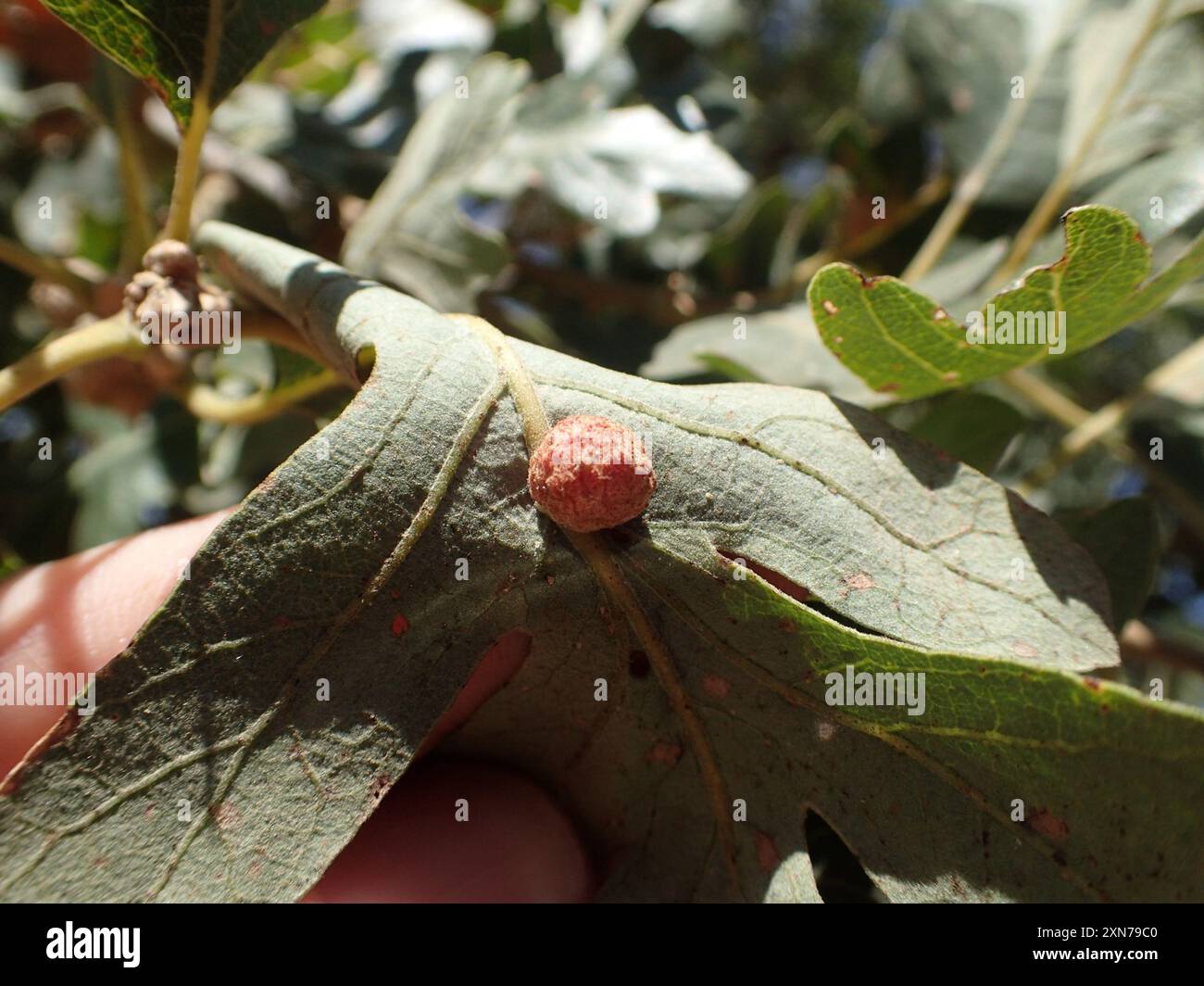 Fuzzy-Gall Wasp (Cynips conspicuus) Insecta Stock Photo - Alamy