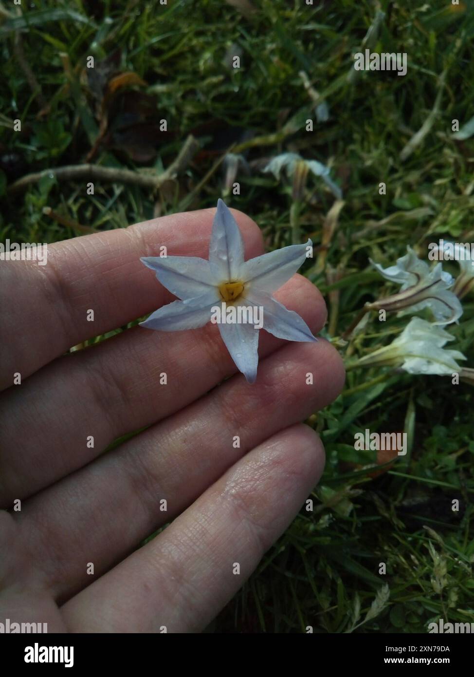 Spring starflower (Ipheion uniflorum) Plantae Stock Photo - Alamy
