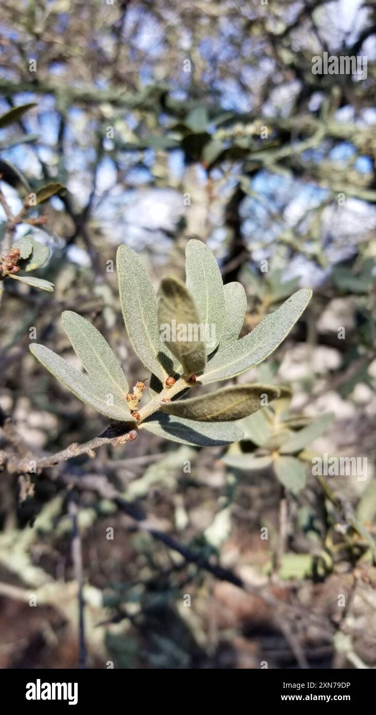 Engelmann oak (Quercus engelmannii) Plantae Stock Photo - Alamy