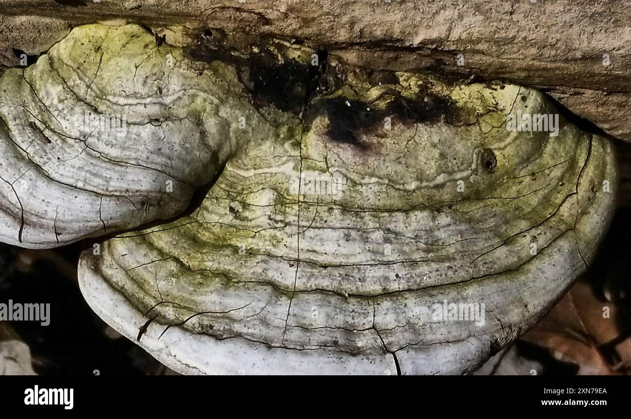 (Ganoderma megaloma) Fungi Stock Photo - Alamy