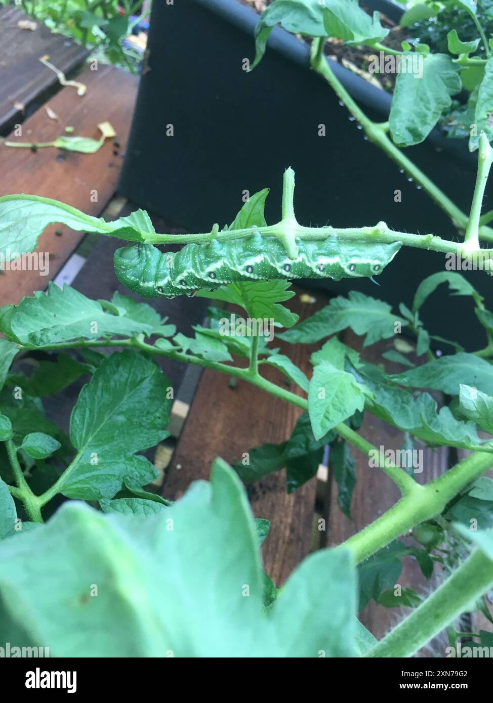 Five-spotted Hawk Moth (Manduca quinquemaculatus) Insecta Stock Photo ...