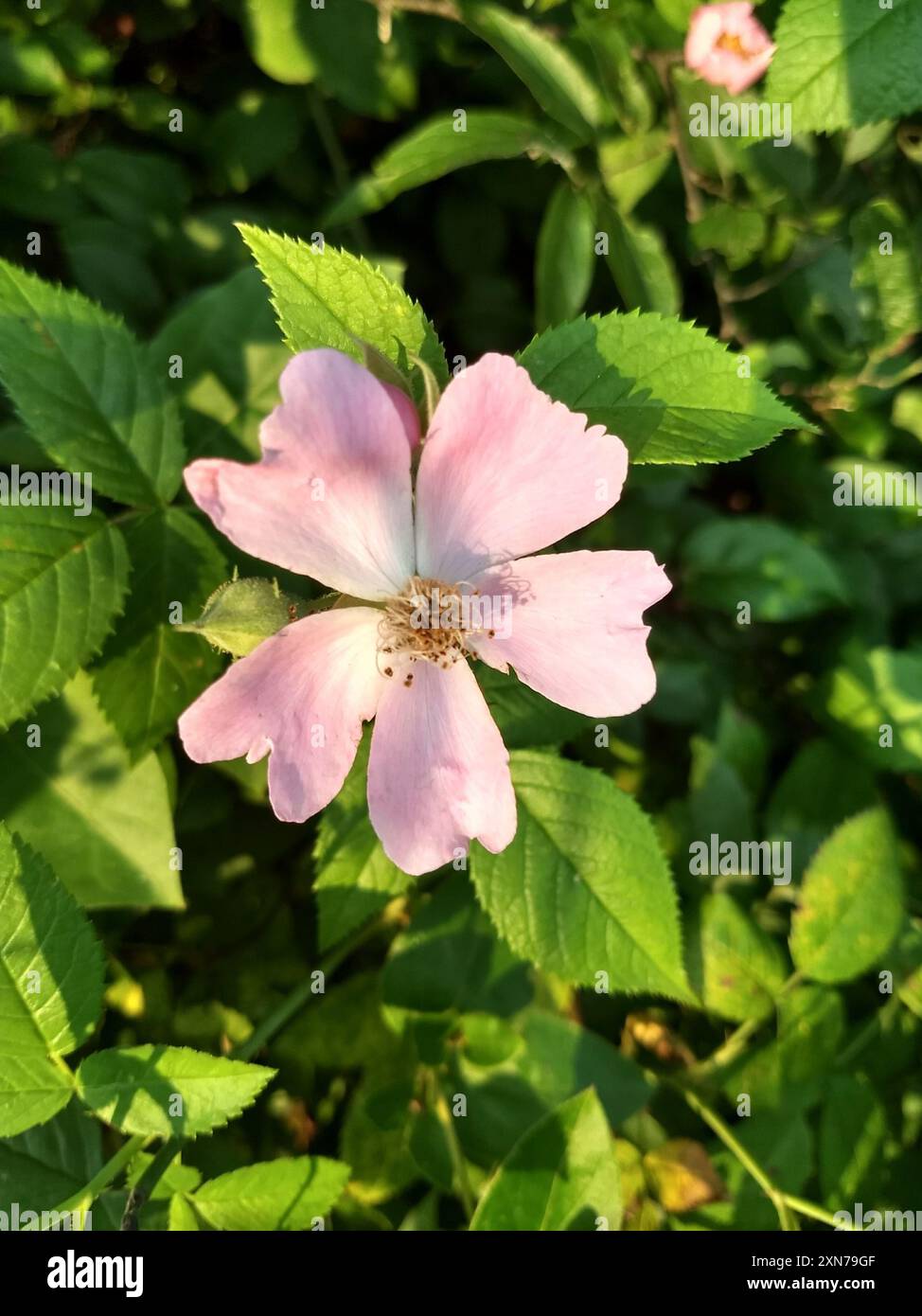 climbing prairie rose (Rosa setigera) Plantae Stock Photo - Alamy