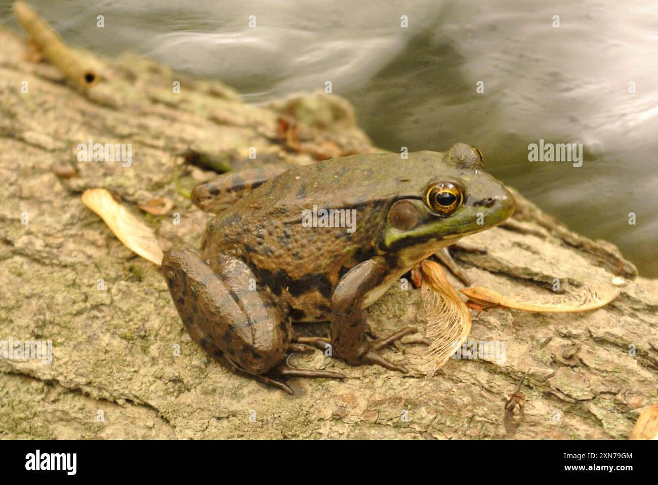 Green Frog (Lithobates clamitans) Amphibia Stock Photo - Alamy