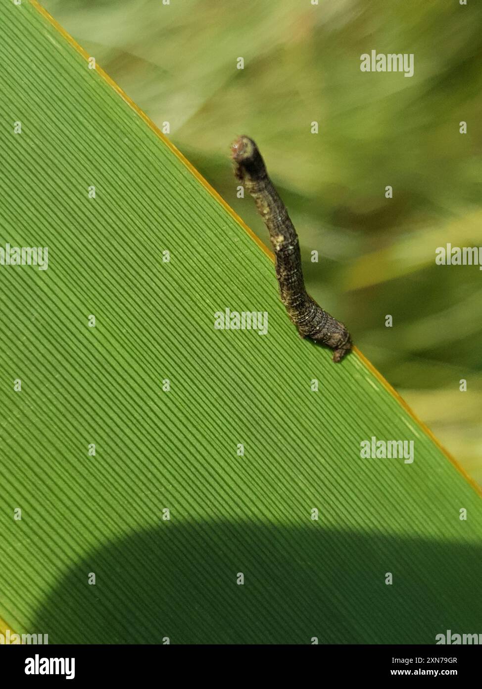 Geometer Moths (Geometridae) Insecta Stock Photo - Alamy