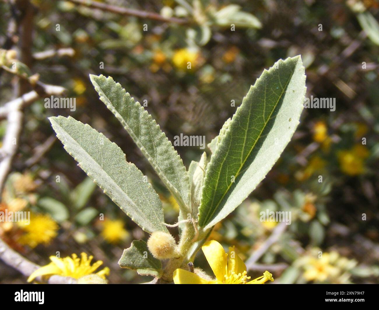 Velvet Raisin (Grewia flava) Plantae Stock Photo - Alamy