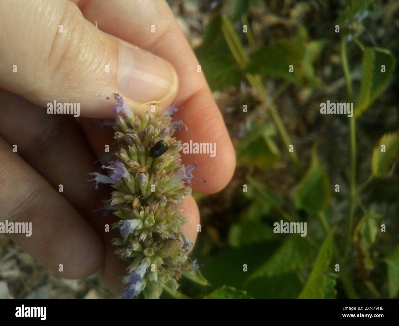 White-margined Burrower Bug (Sehirus cinctus) Insecta Stock Photo - Alamy